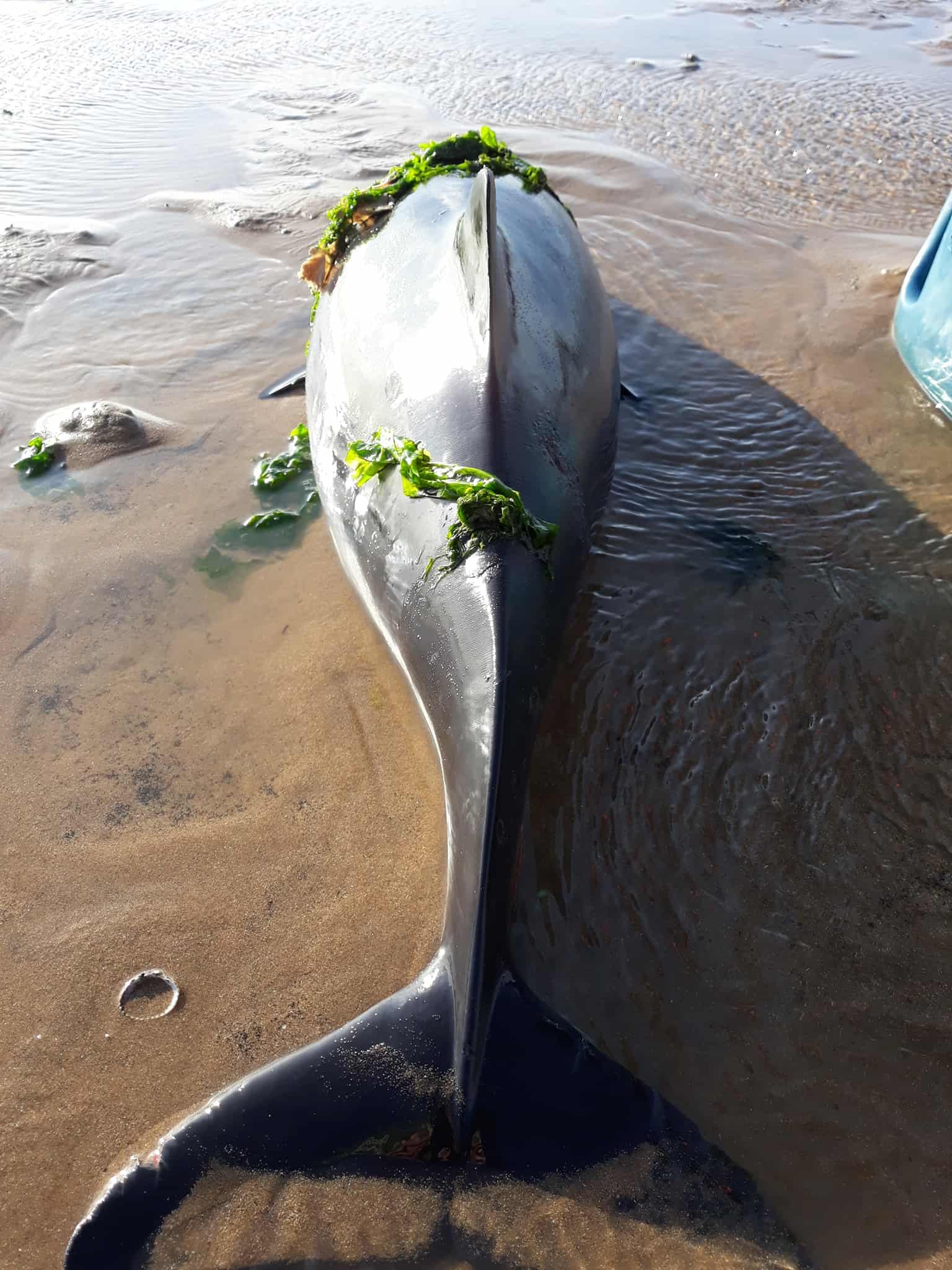 Live Stranded Dolphin - Barry Buddon Point 2019 - British Divers Marine ...