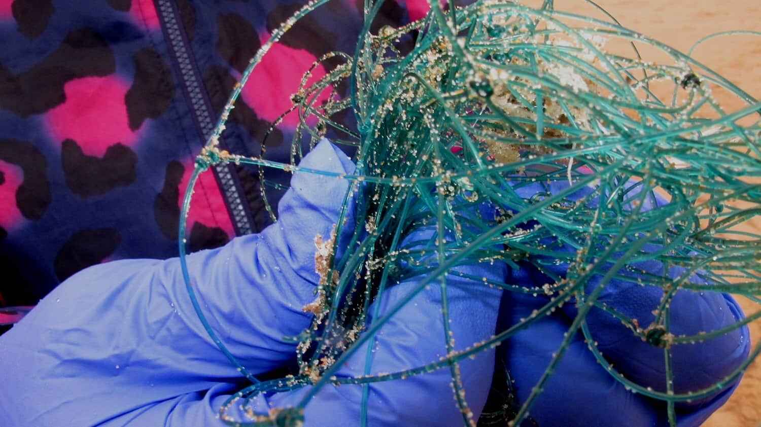 Third Entangled Seal in 4 Days. - British Divers Marine Life Rescue
