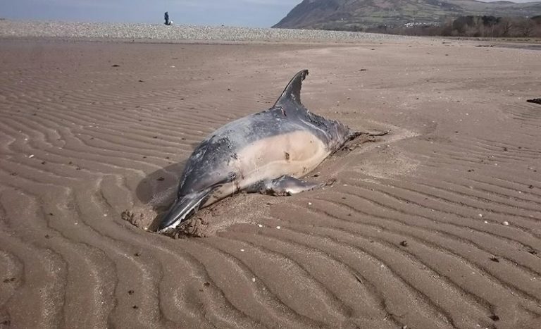 Dolphin Stranded in North West Wales - British Divers Marine Life Rescue