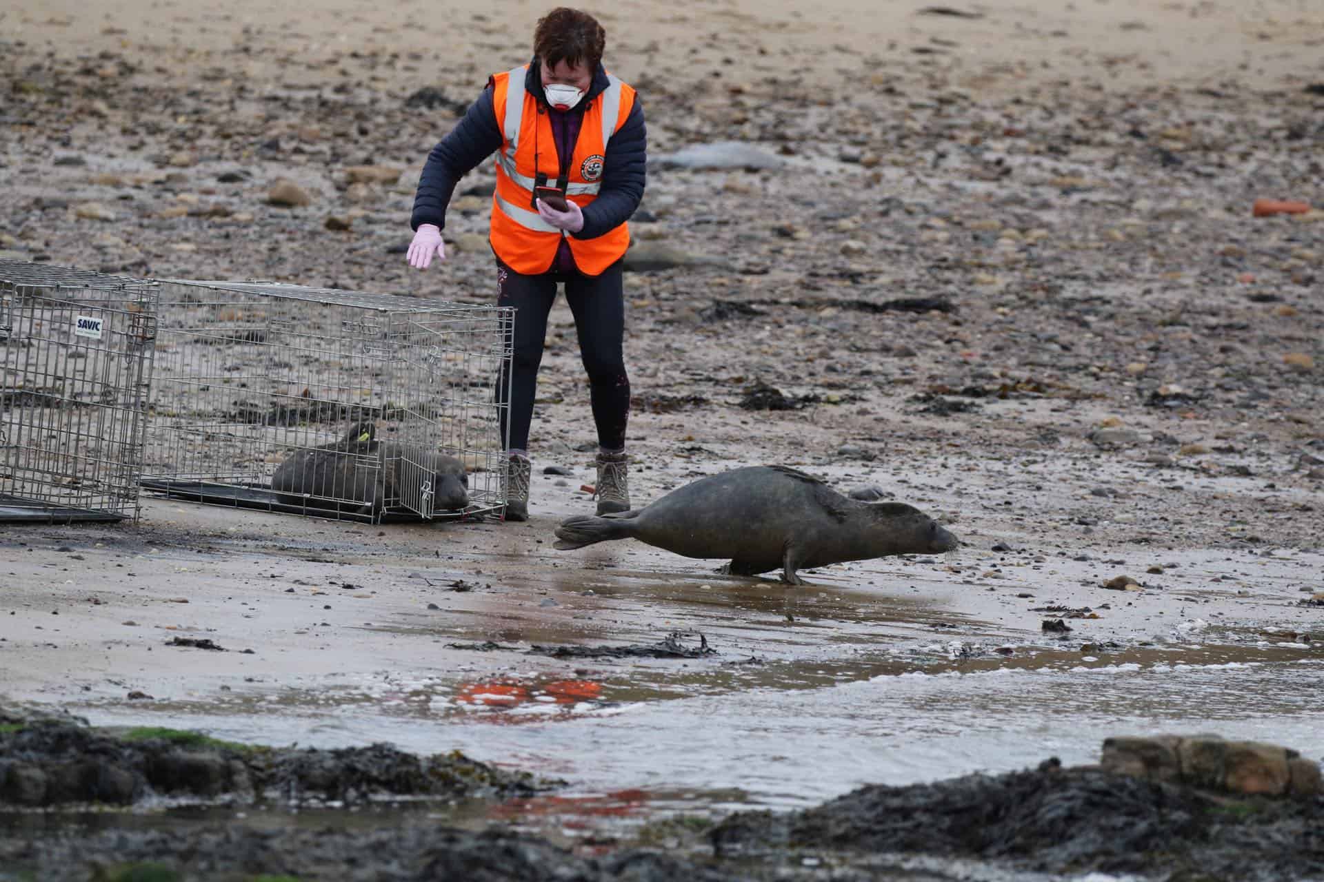 Mojo and Pancake Seal Release - British Divers Marine Life Rescue