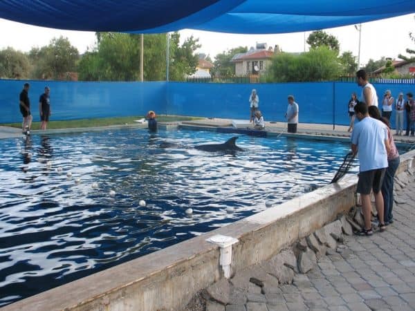 About BDMLR - British Divers Marine Life Rescue