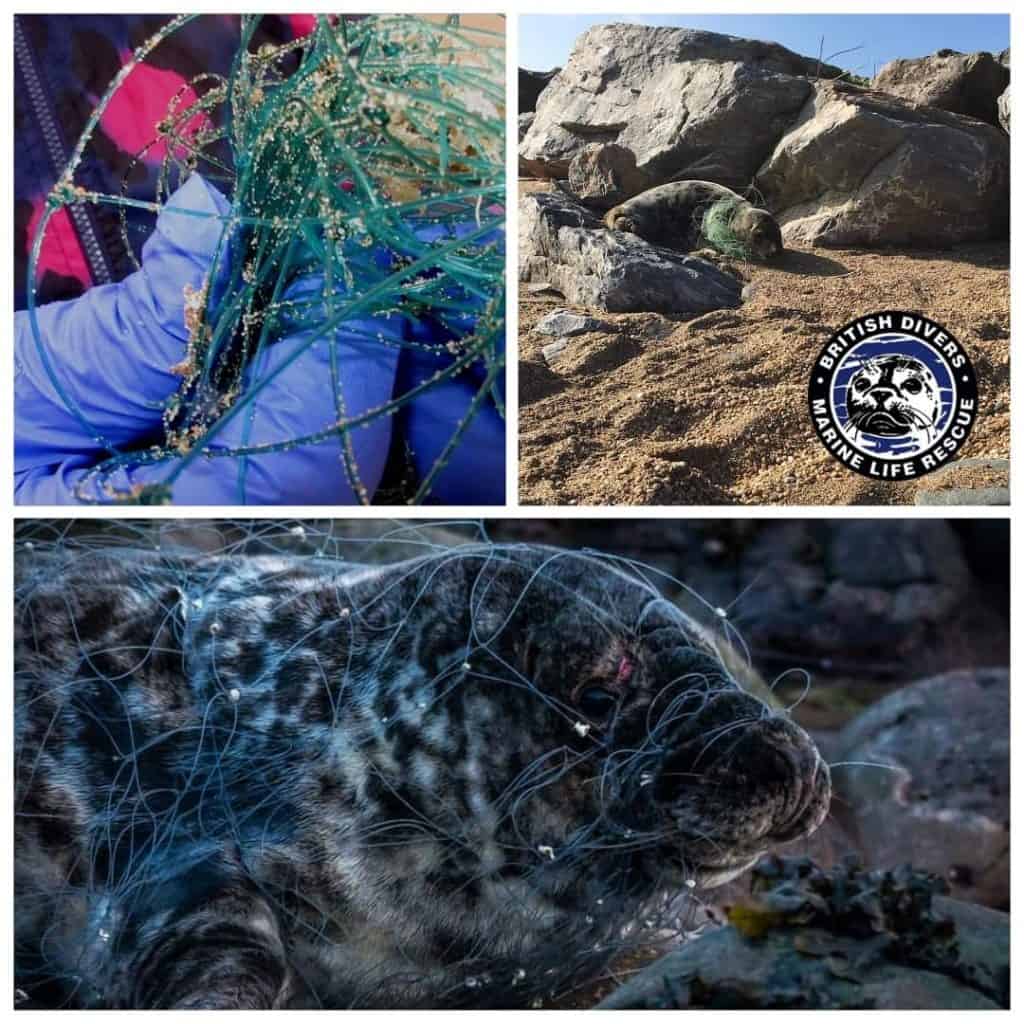 Protect our Marine Life - British Divers Marine Life Rescue