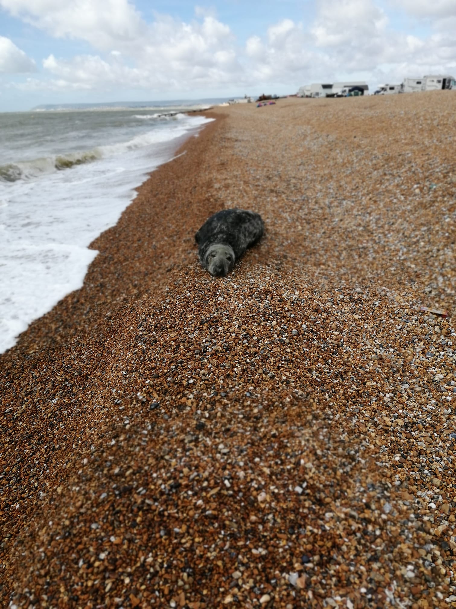 Adult Seal - Norman's Bay, East Sussex - British Divers Marine Life Rescue
