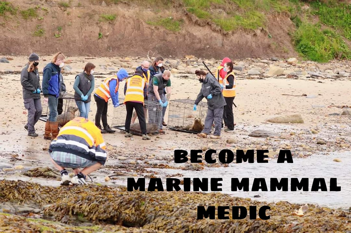 Become a Marine Mammal Medic! - British Divers Marine Life Rescue