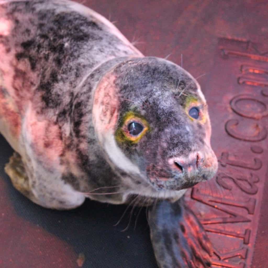 Save Our Seals: Help build a new seal pup hospital! - British Divers ...