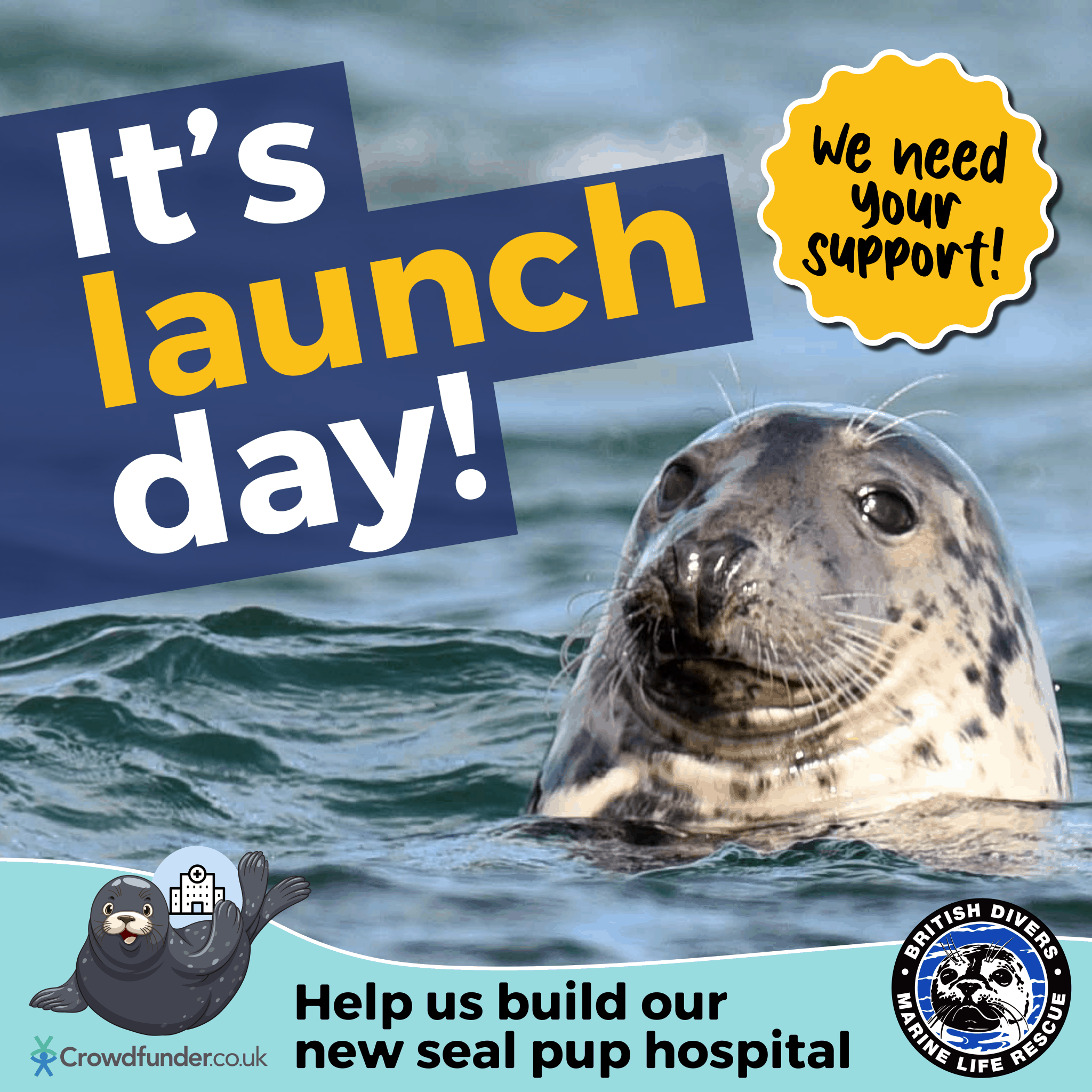 Save Our Seals: Help build a new seal pup hospital - Crowdfunder Launch ...