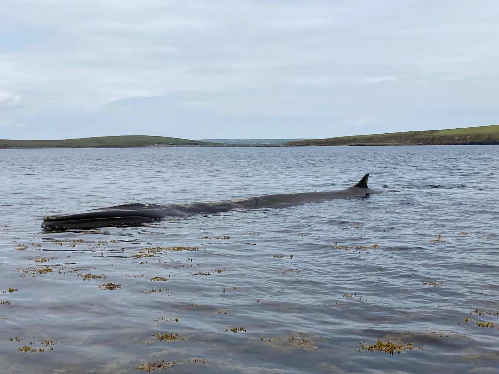 Fin whale stranding, Orkney - British Divers Marine Life Rescue