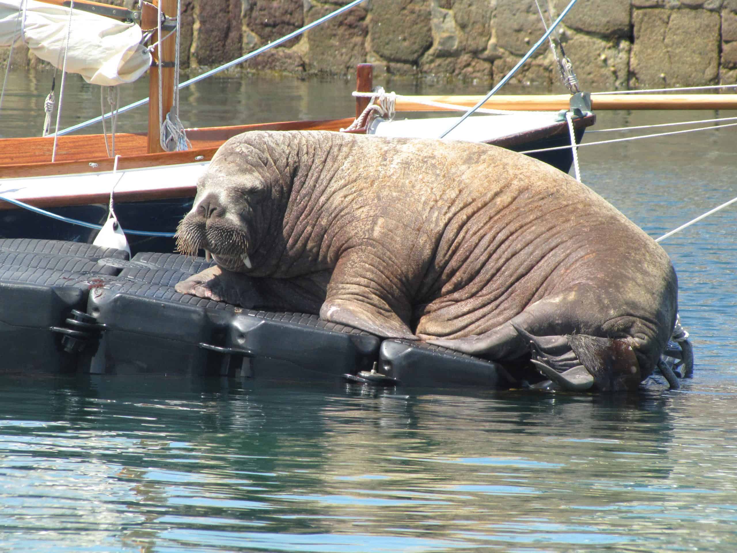 Walrus in the Isles of Scilly - British Divers Marine Life Rescue