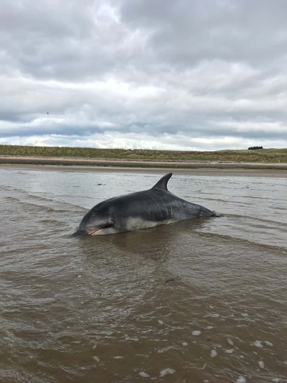 Bottlenose dolphin mass stranding in Cromarty Firth - British Divers ...
