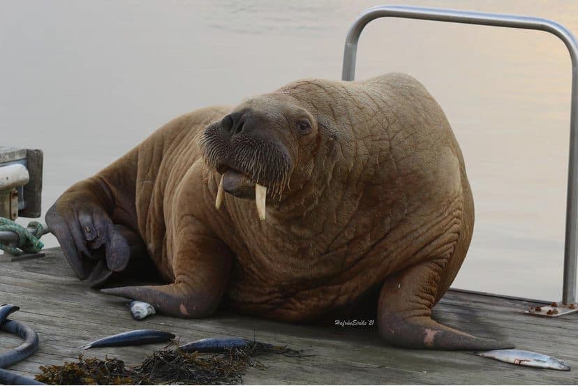 Wally the Walrus makes his way to Iceland - British Divers Marine Life ...
