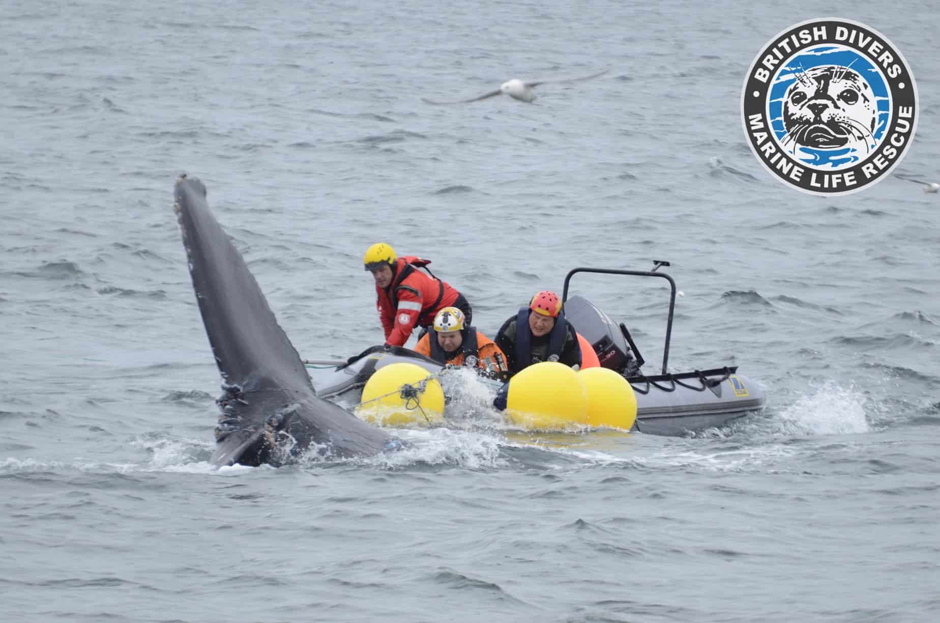 Ground breaking entanglement project! - British Divers Marine Life Rescue