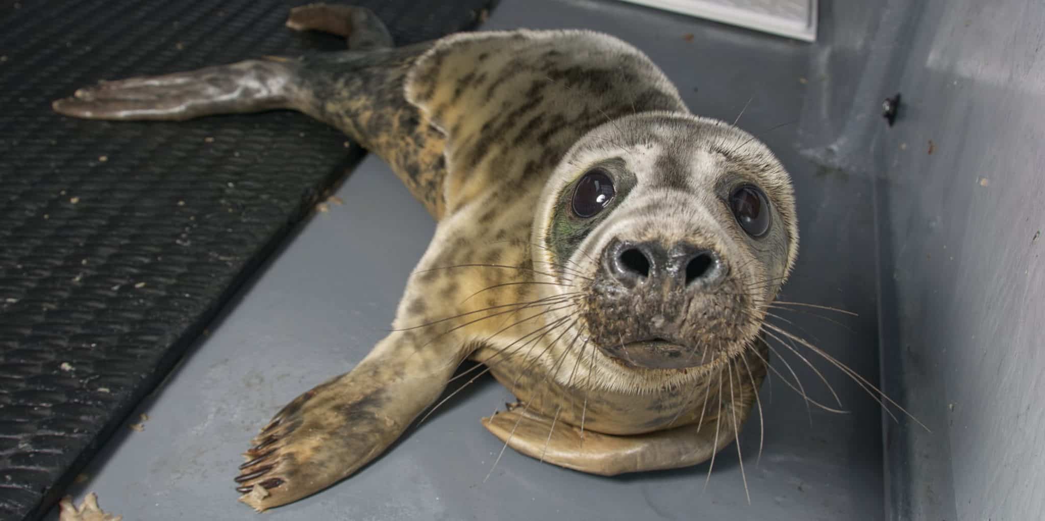 Veterinary Student Externship - British Divers Marine Life Rescue