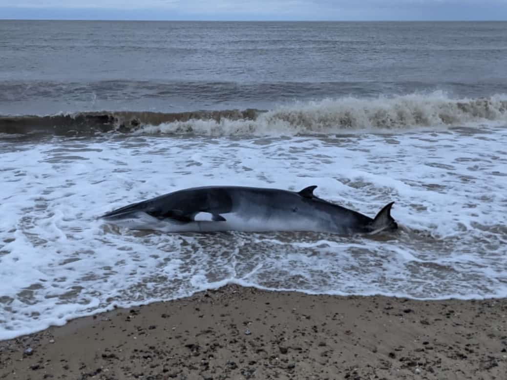 Minke Whale stranding in Norfolk - British Divers Marine Life Rescue