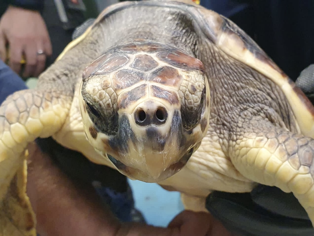 Lost loggerhead - UPDATE! - British Divers Marine Life Rescue