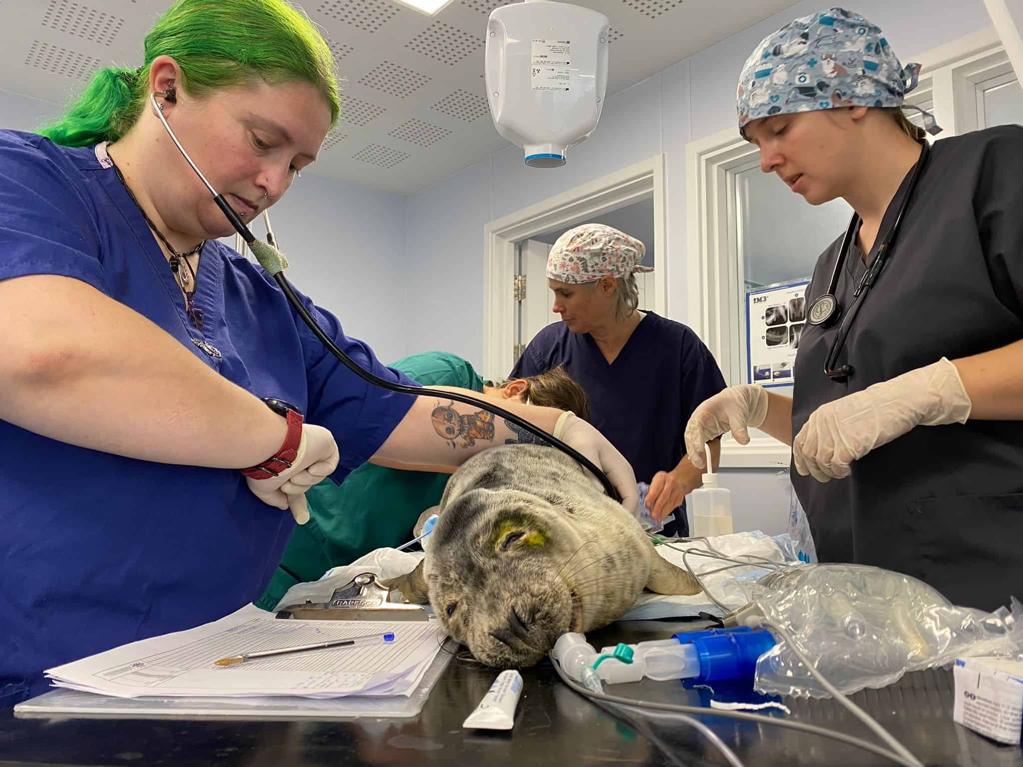 Seal Surgery - British Divers Marine Life Rescue