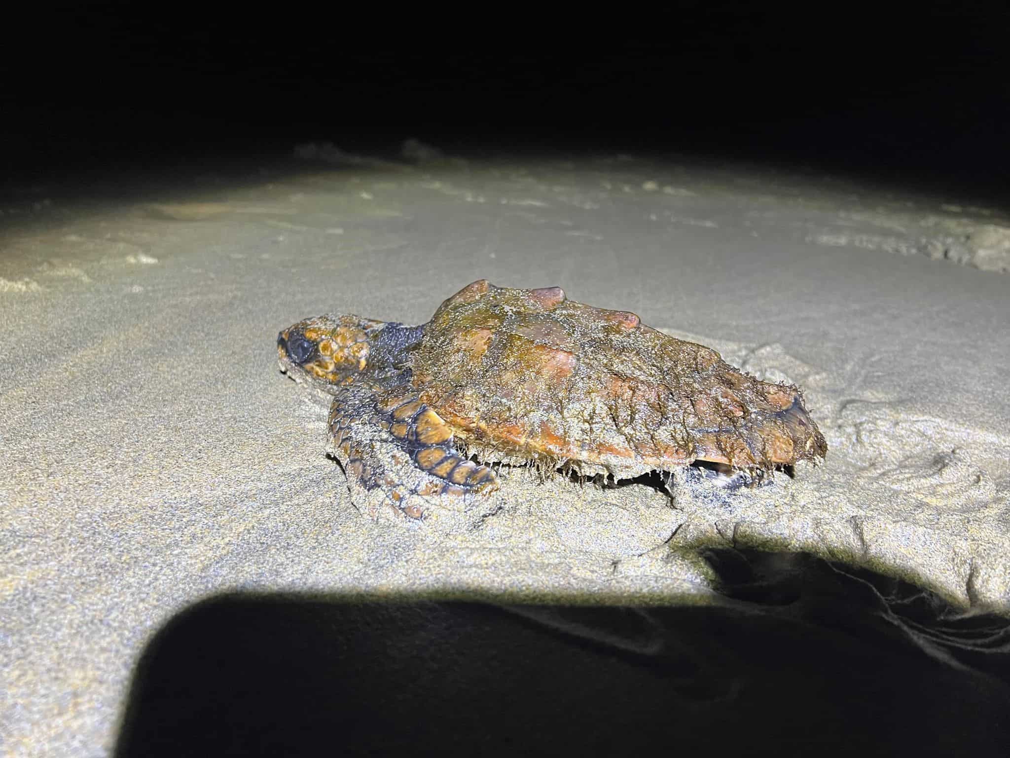 Loggerhead turtles rescued! - British Divers Marine Life Rescue