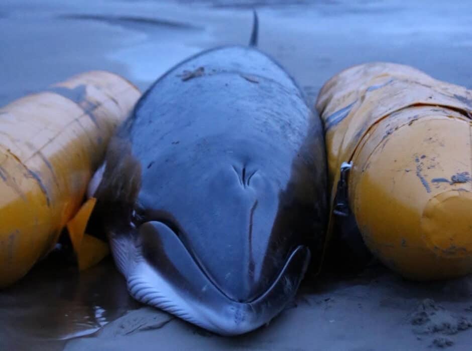 British Divers Marine Life Rescue