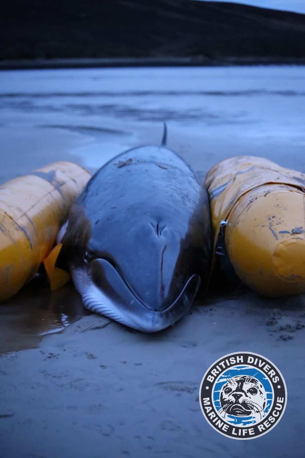 Minke whale rescued in Orkney - British Divers Marine Life Rescue