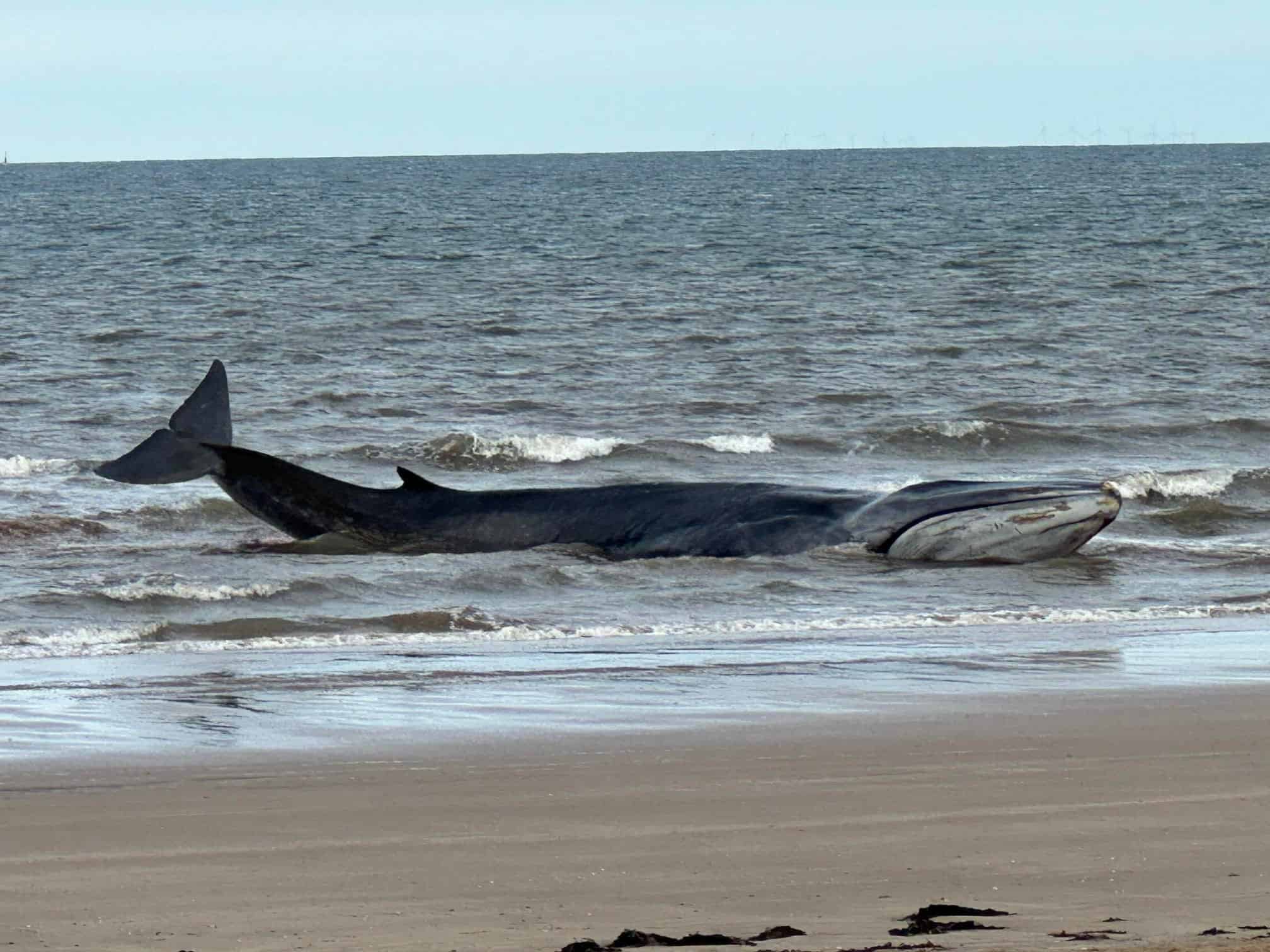 Fin Whale stranding in Bridlington - British Divers Marine Life Rescue