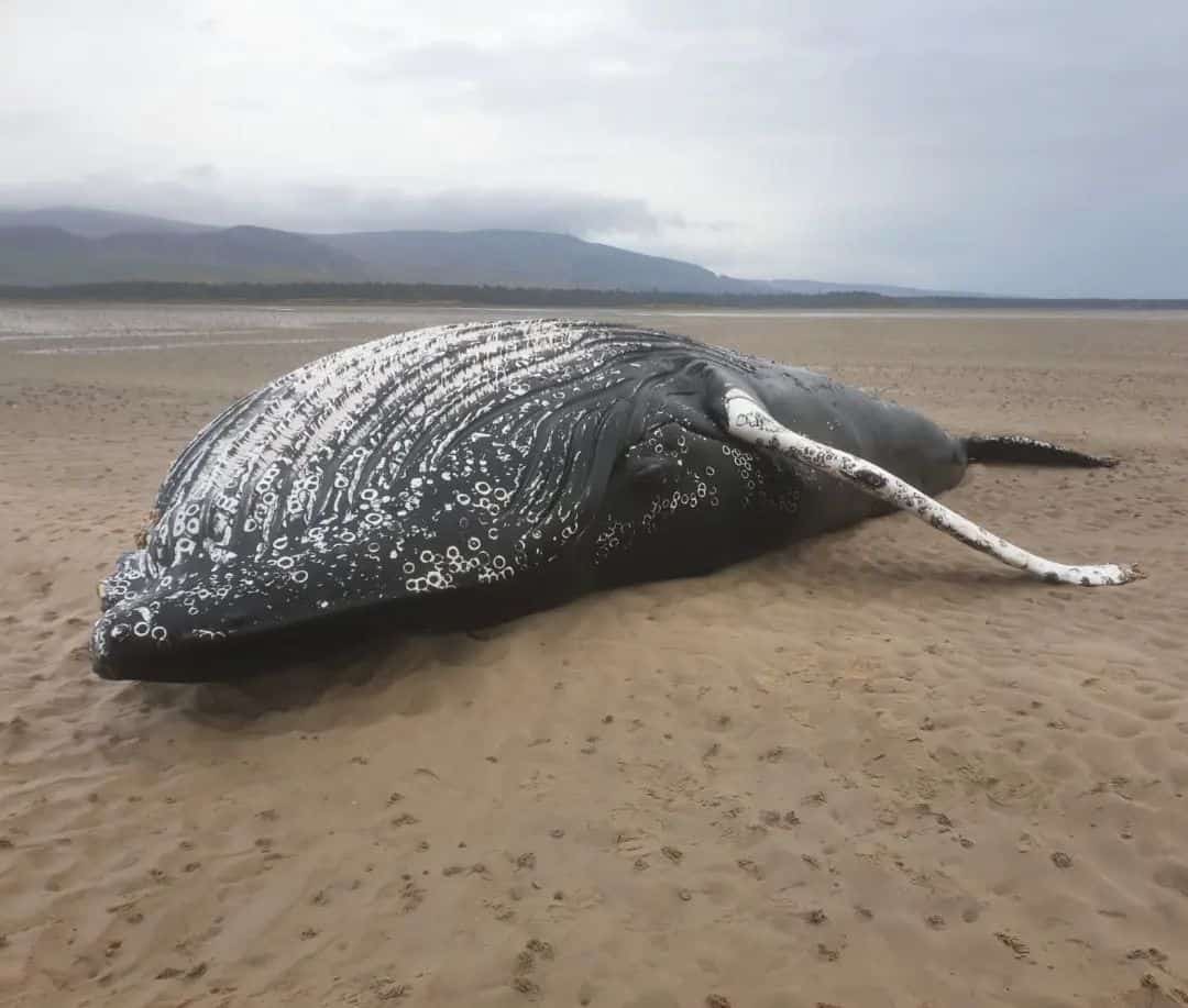 Multiple whale strandings around UK - British Divers Marine Life Rescue