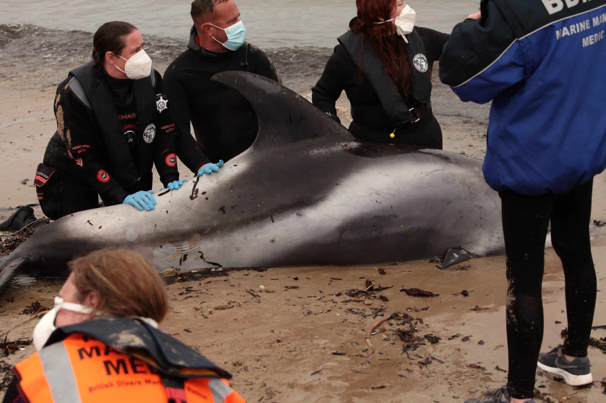 White beaked dolphin mass stranding - British Divers Marine Life Rescue