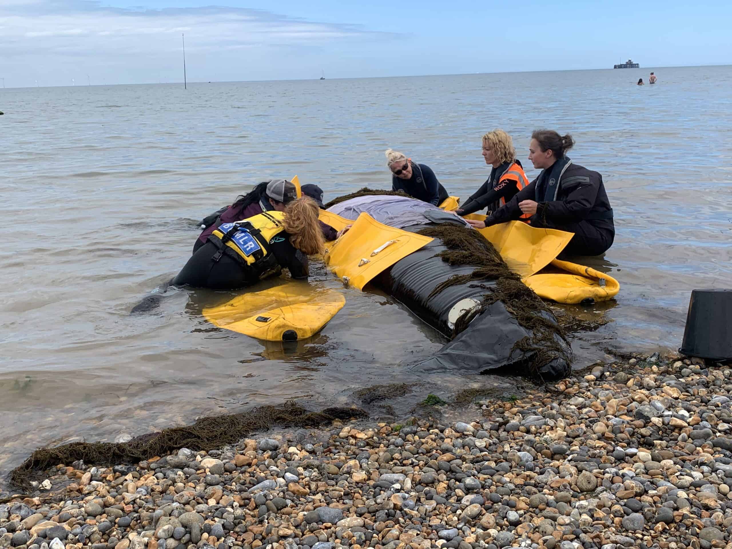 Mass Stranding Exercises return! - British Divers Marine Life Rescue