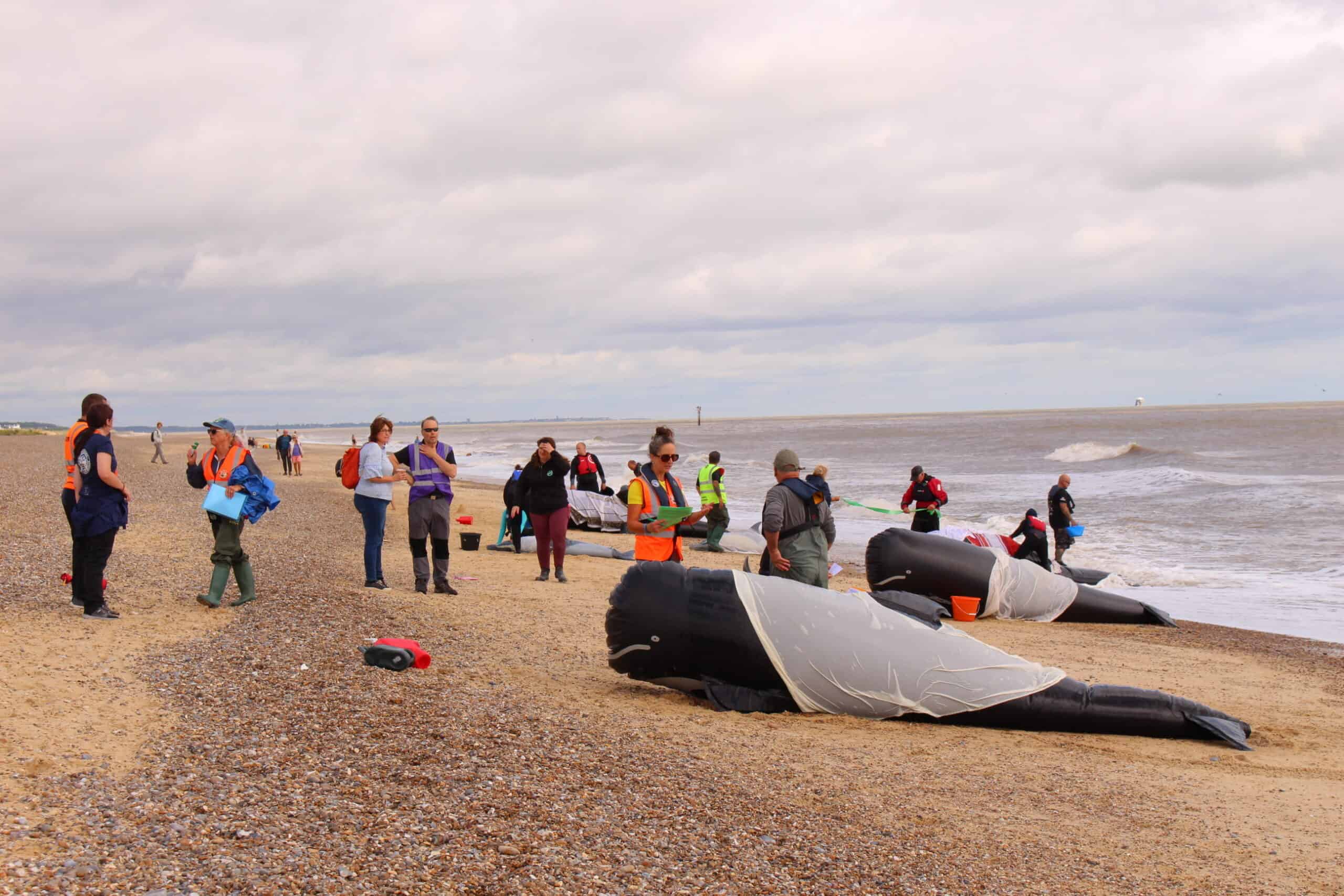 Mass Stranding Exercise held in Suffolk - British Divers Marine Life Rescue