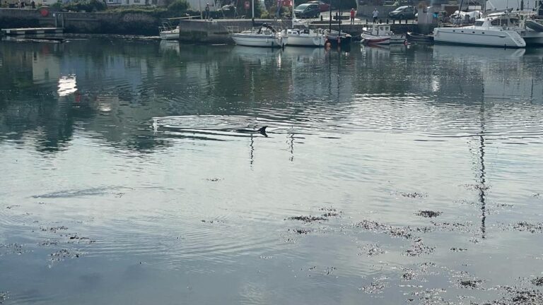 Dolphin monitoring - British Divers Marine Life Rescue
