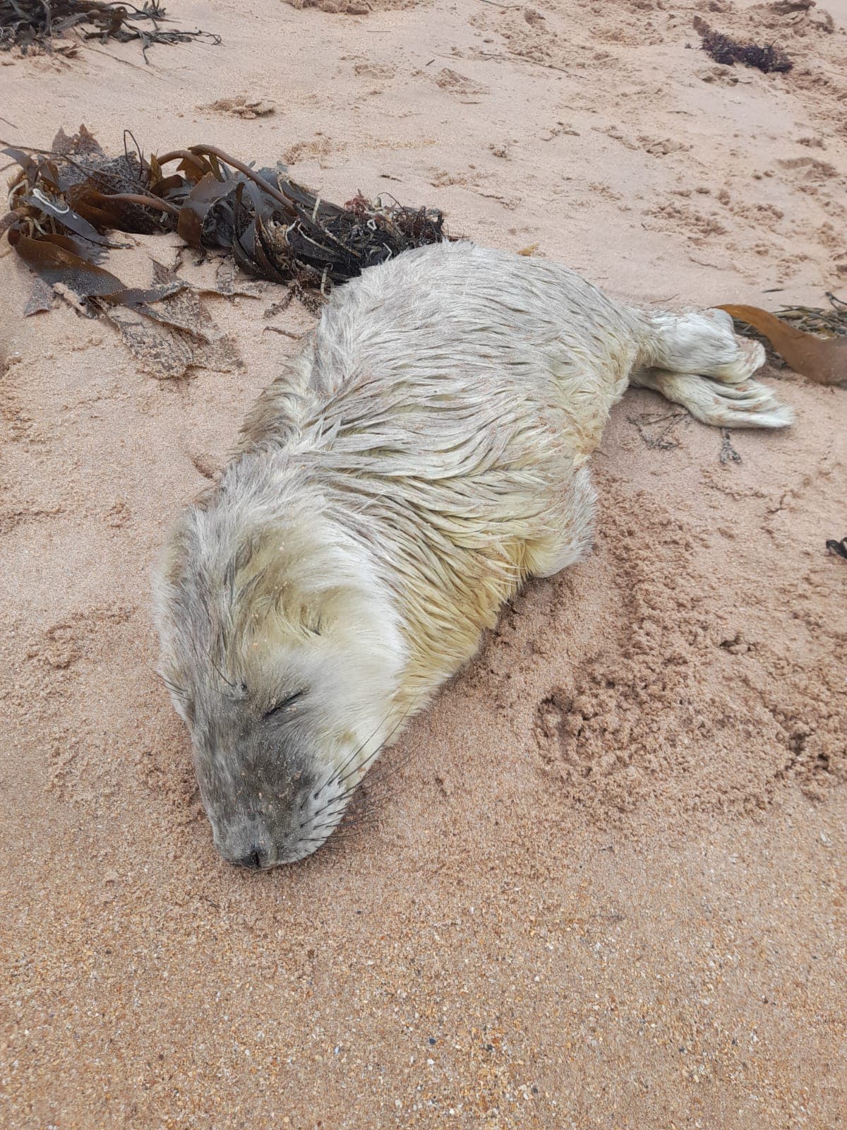 Aberdeenshire premature pup - British Divers Marine Life Rescue