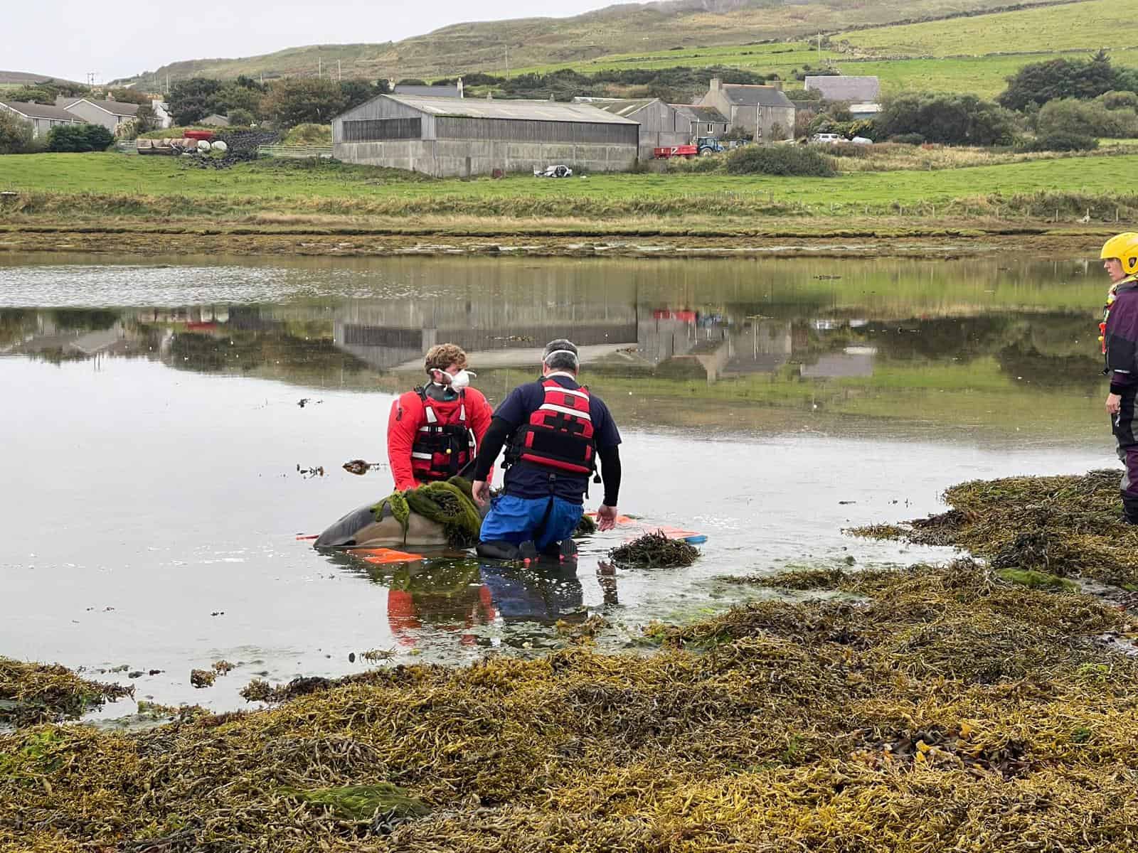 Orkney dolphin stranding - British Divers Marine Life Rescue