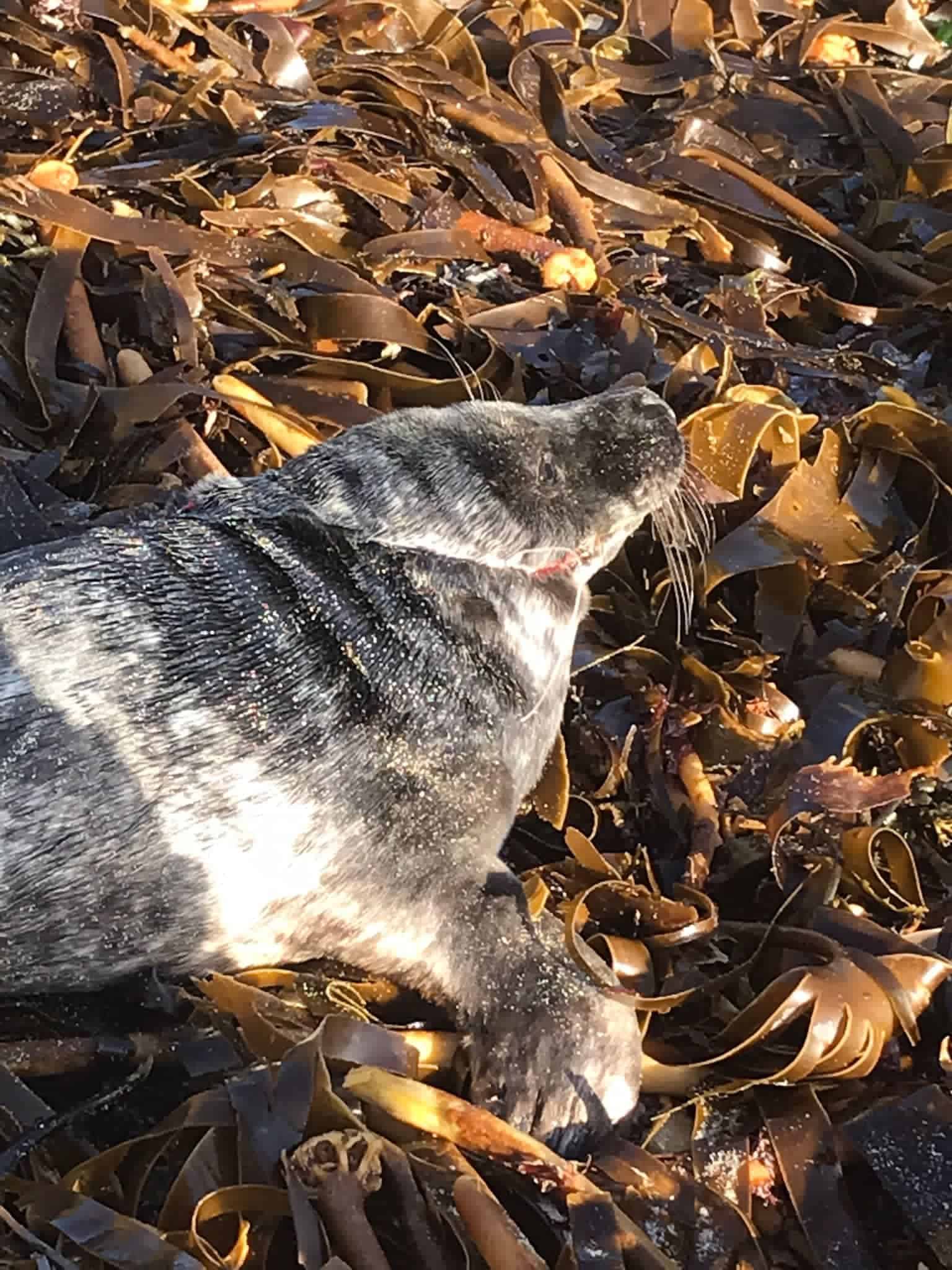 Cornwall entanglement - British Divers Marine Life Rescue