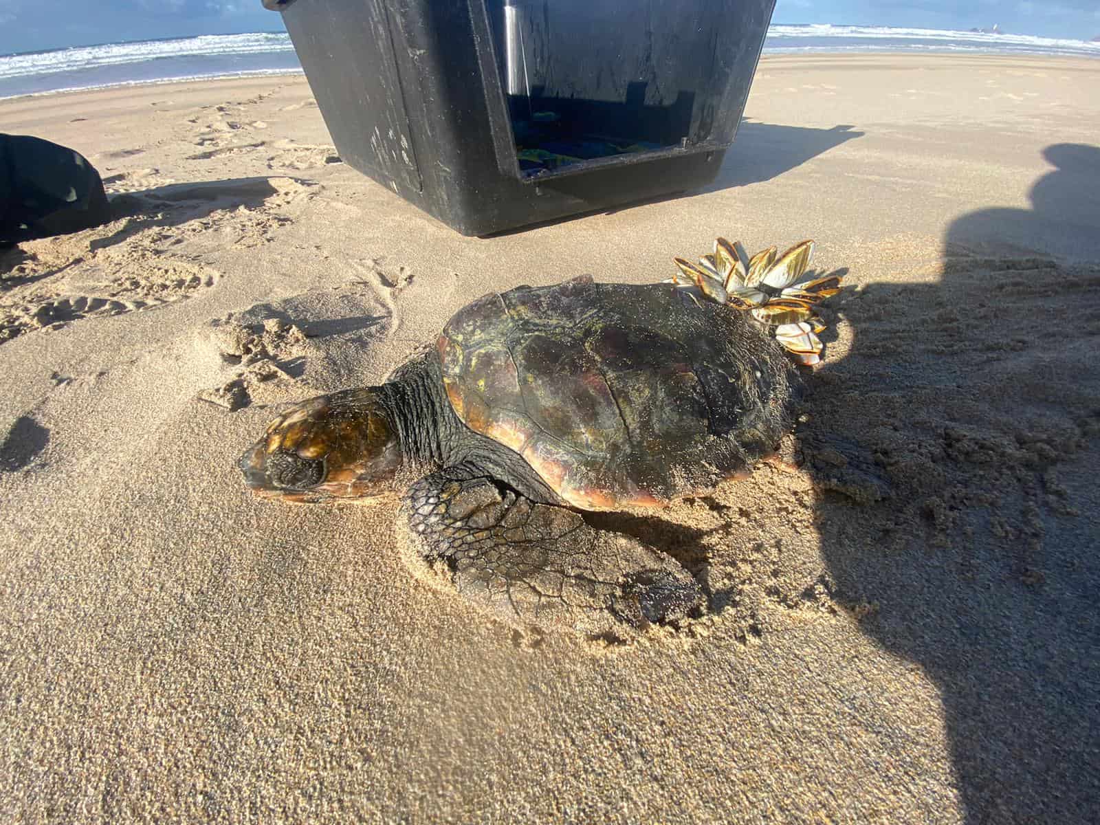 Cornwall Loggerhead - British Divers Marine Life Rescue