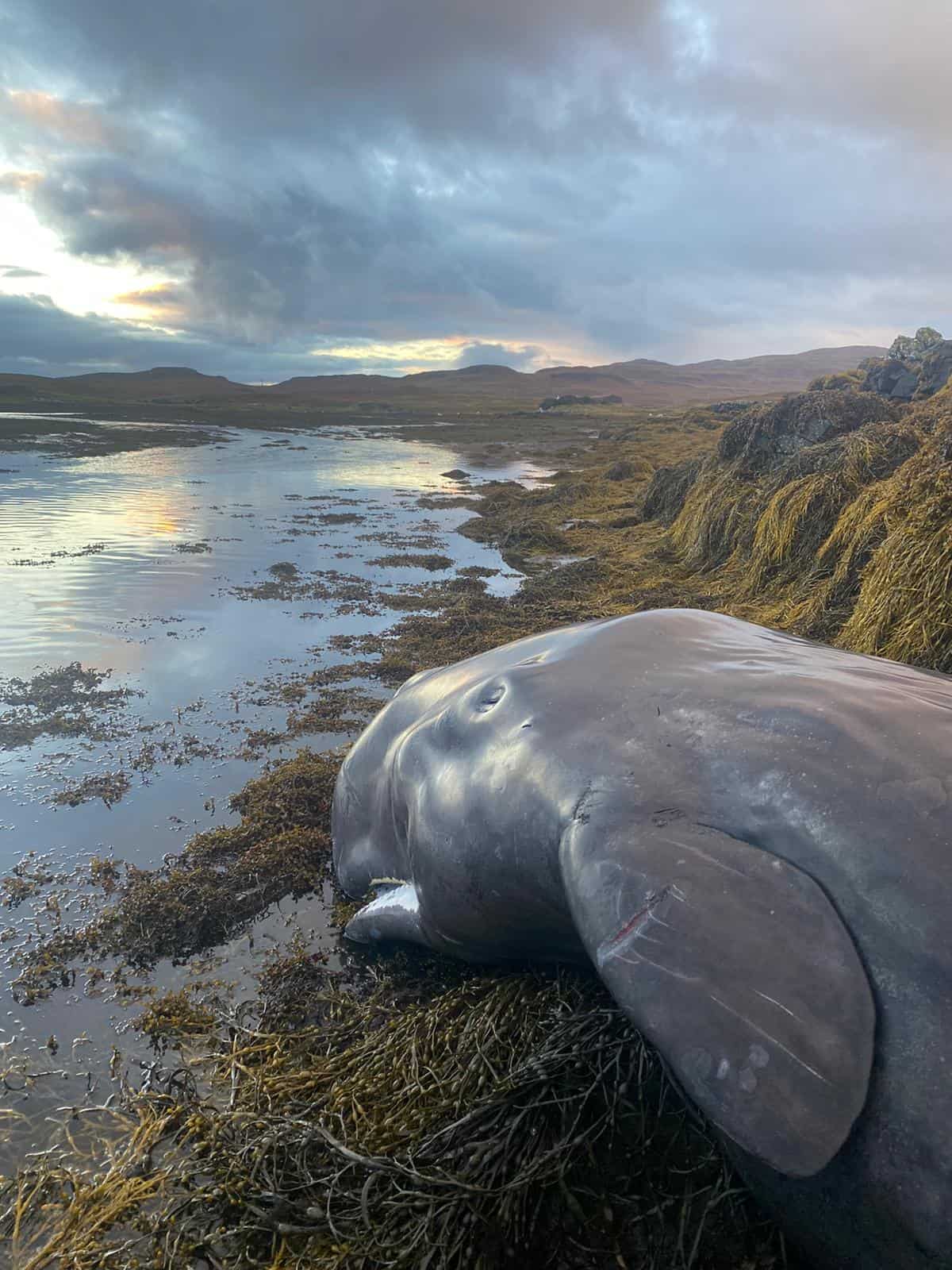Sperm whale stranding - British Divers Marine Life Rescue