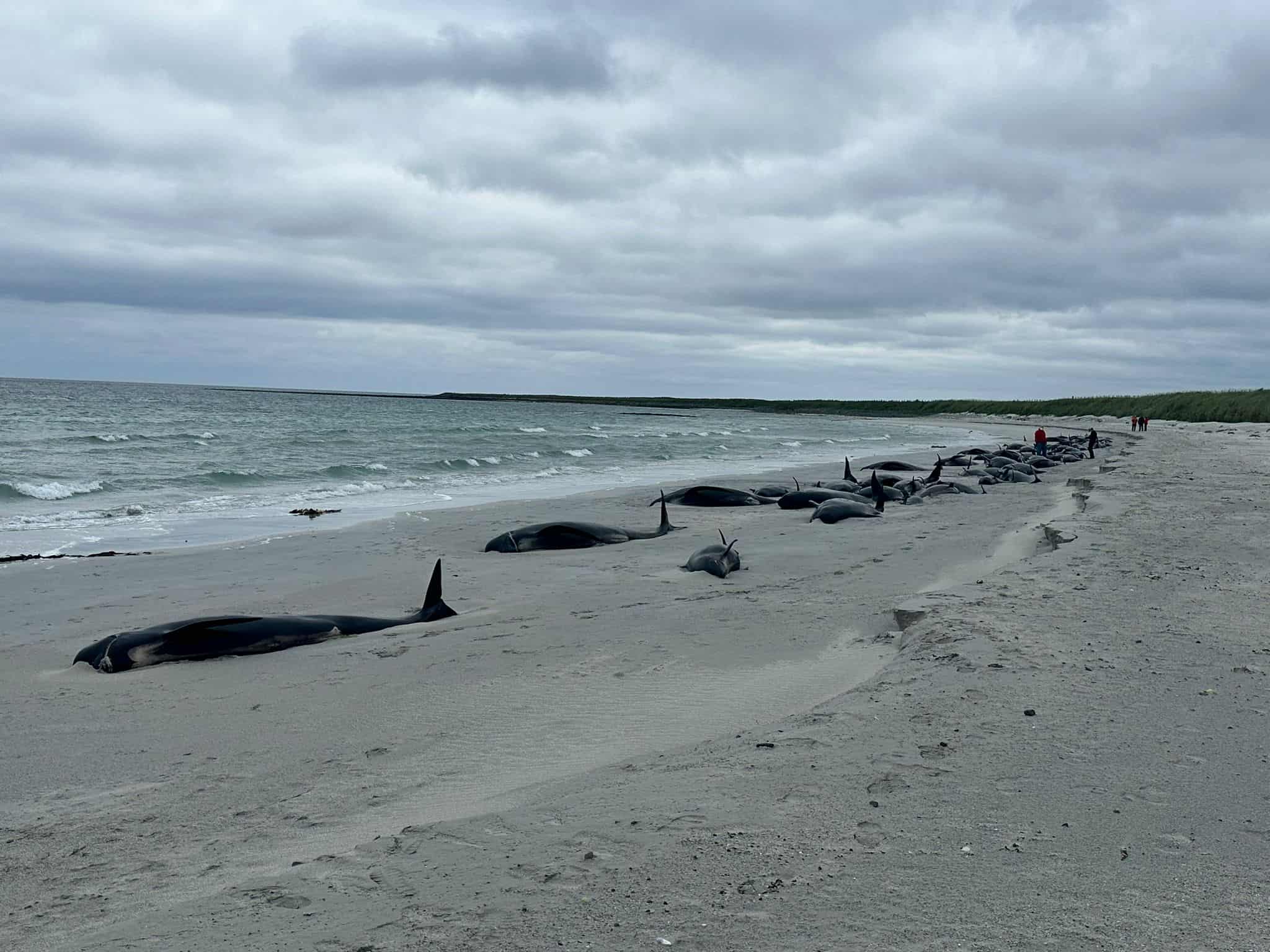 UPDATE: Pilot Whale Mass Stranding - Orkney - British Divers Marine ...