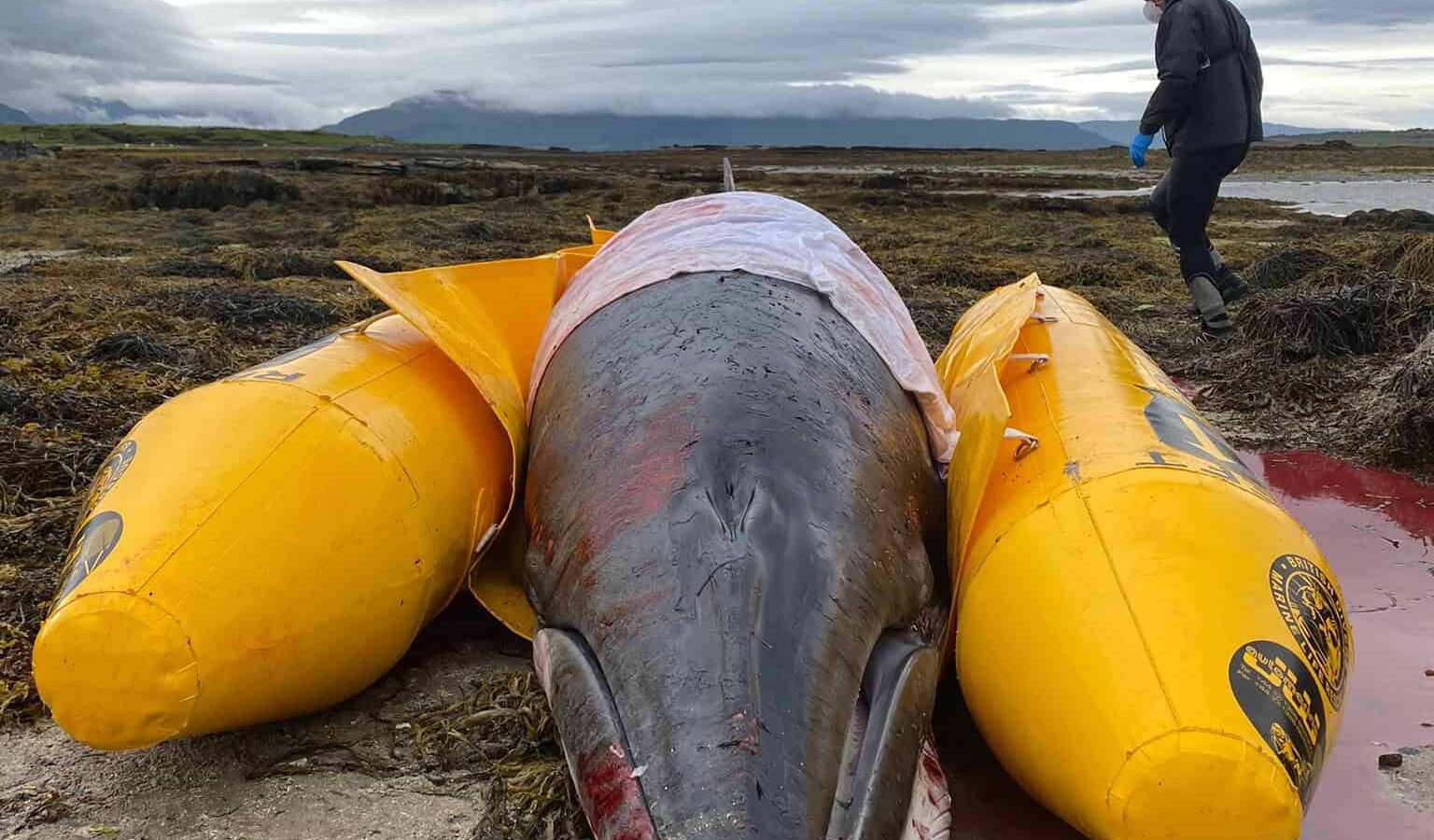 British Divers Marine Life Rescue