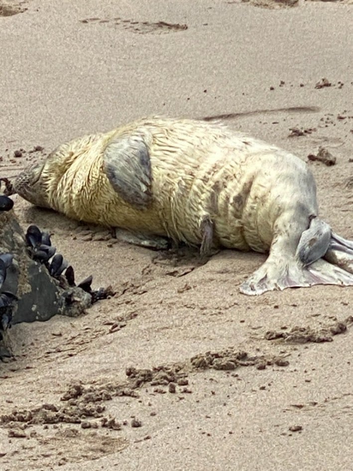 First grey seal pup of the season - British Divers Marine Life Rescue