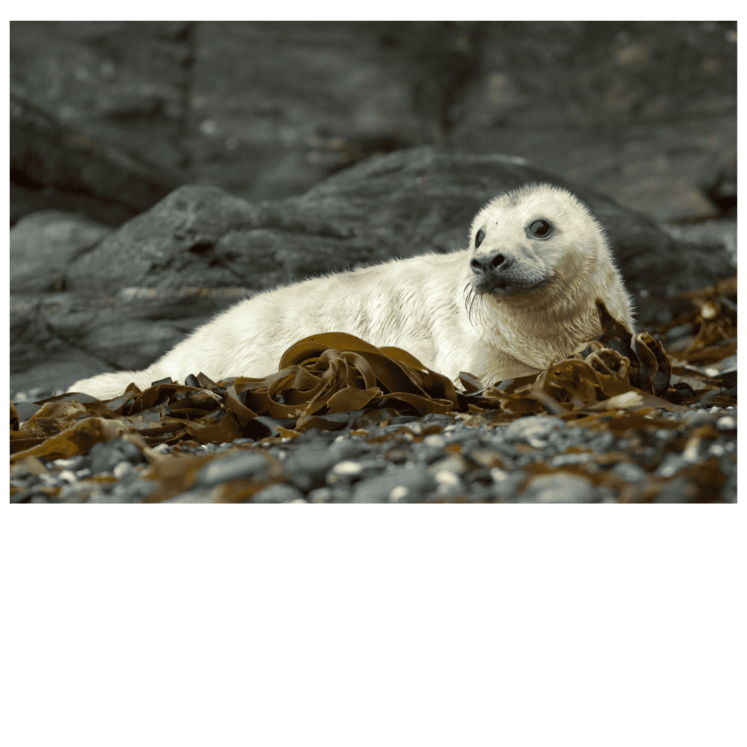 Soft toys and other Archives - British Divers Marine Life Rescue