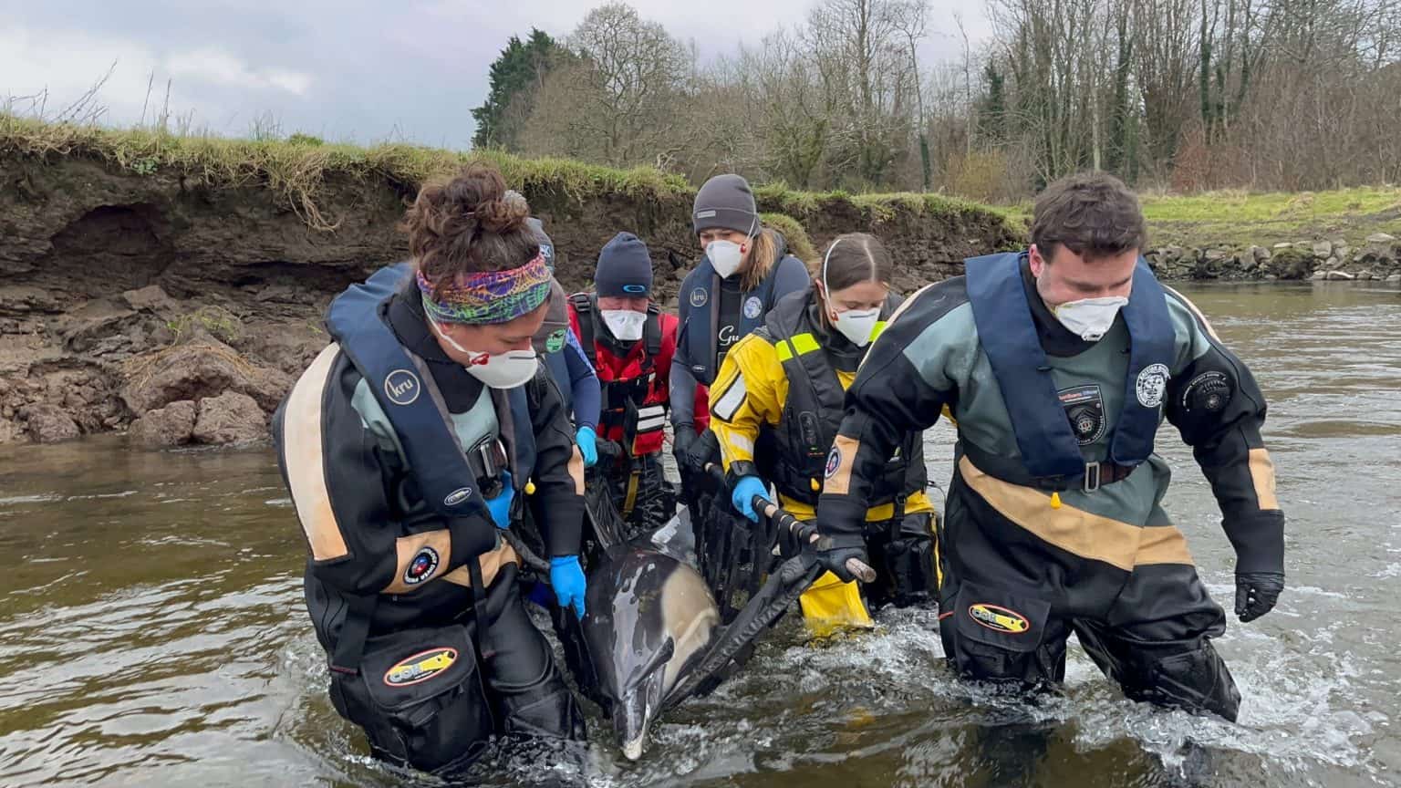 BDMLR Marine Mammal Medic renewal - British Divers Marine Life Rescue