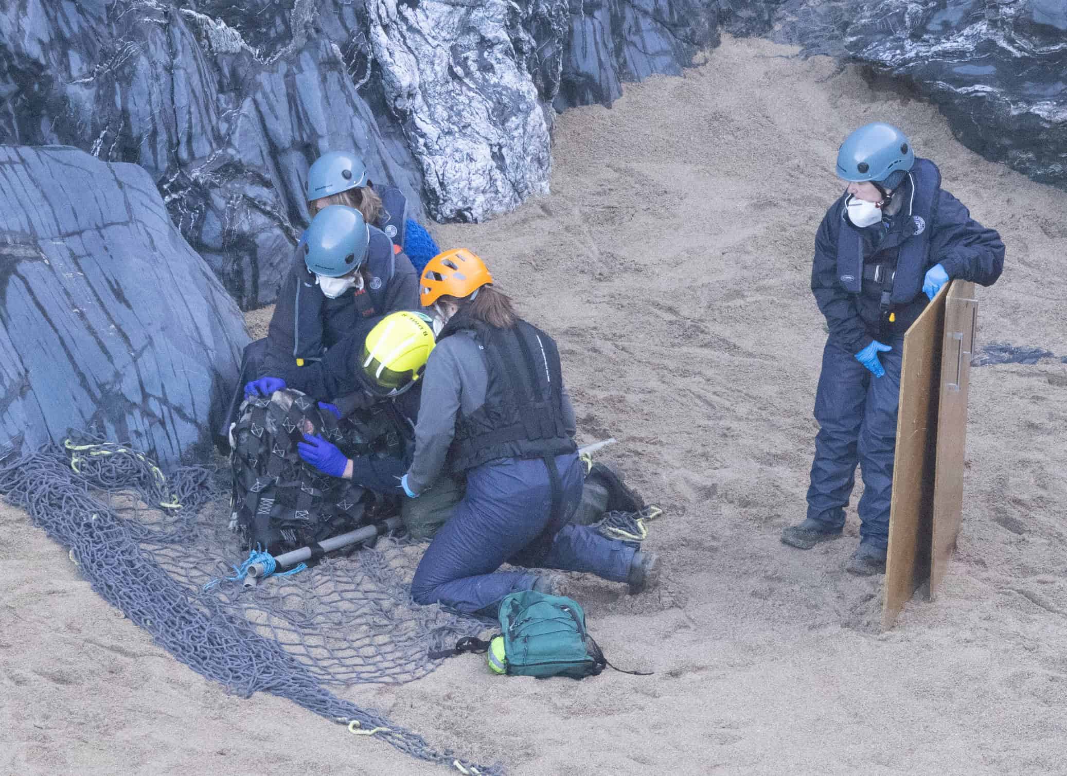Cornwall Seal Disentanglement - British Divers Marine Life Rescue