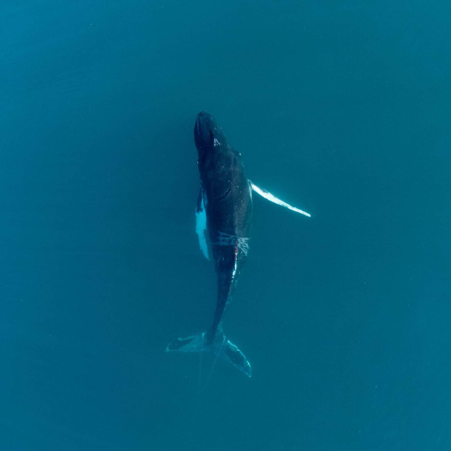 Second entangled whale in Skye - British Divers Marine Life Rescue