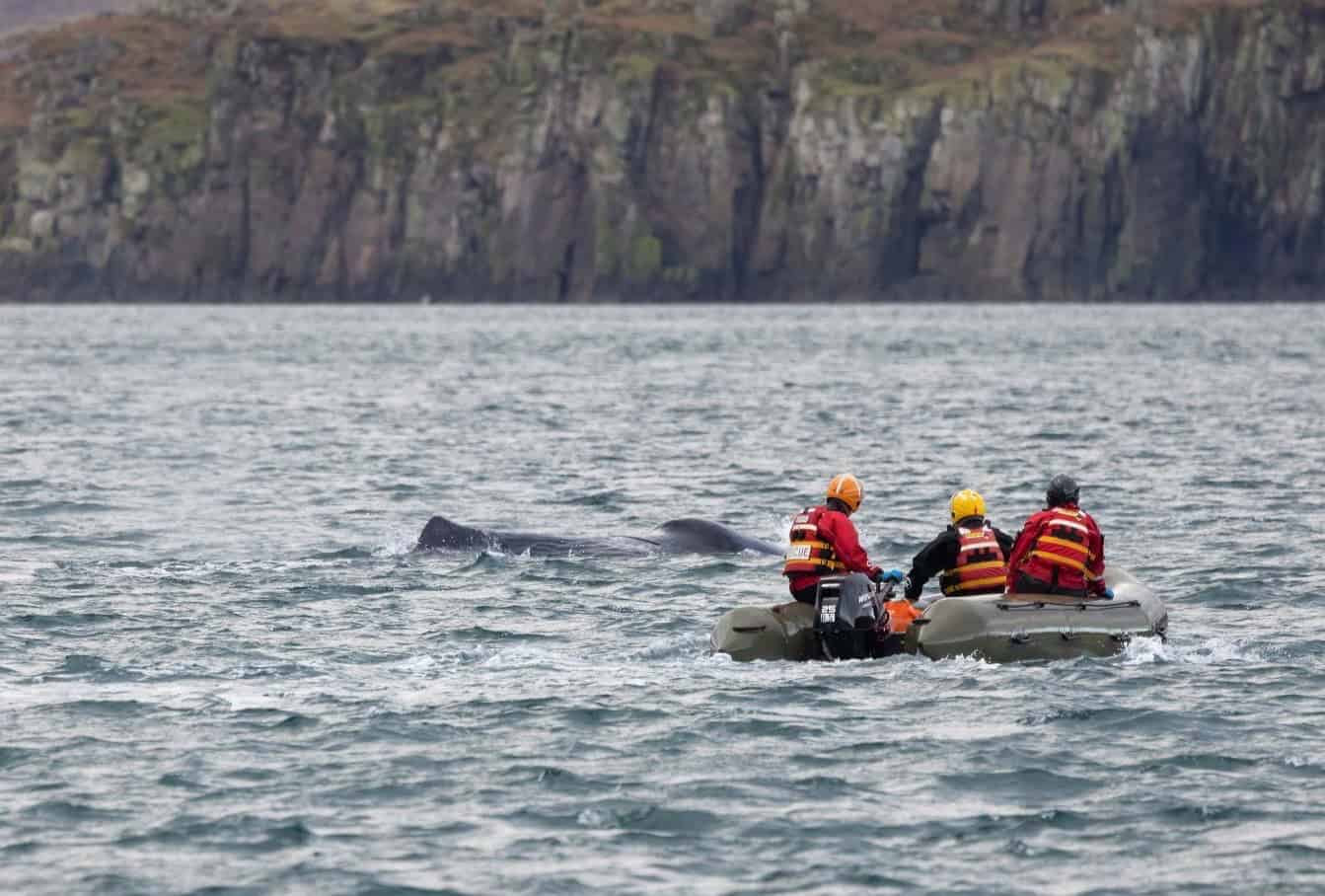 Sperm whale entangled off Skye - British Divers Marine Life Rescue