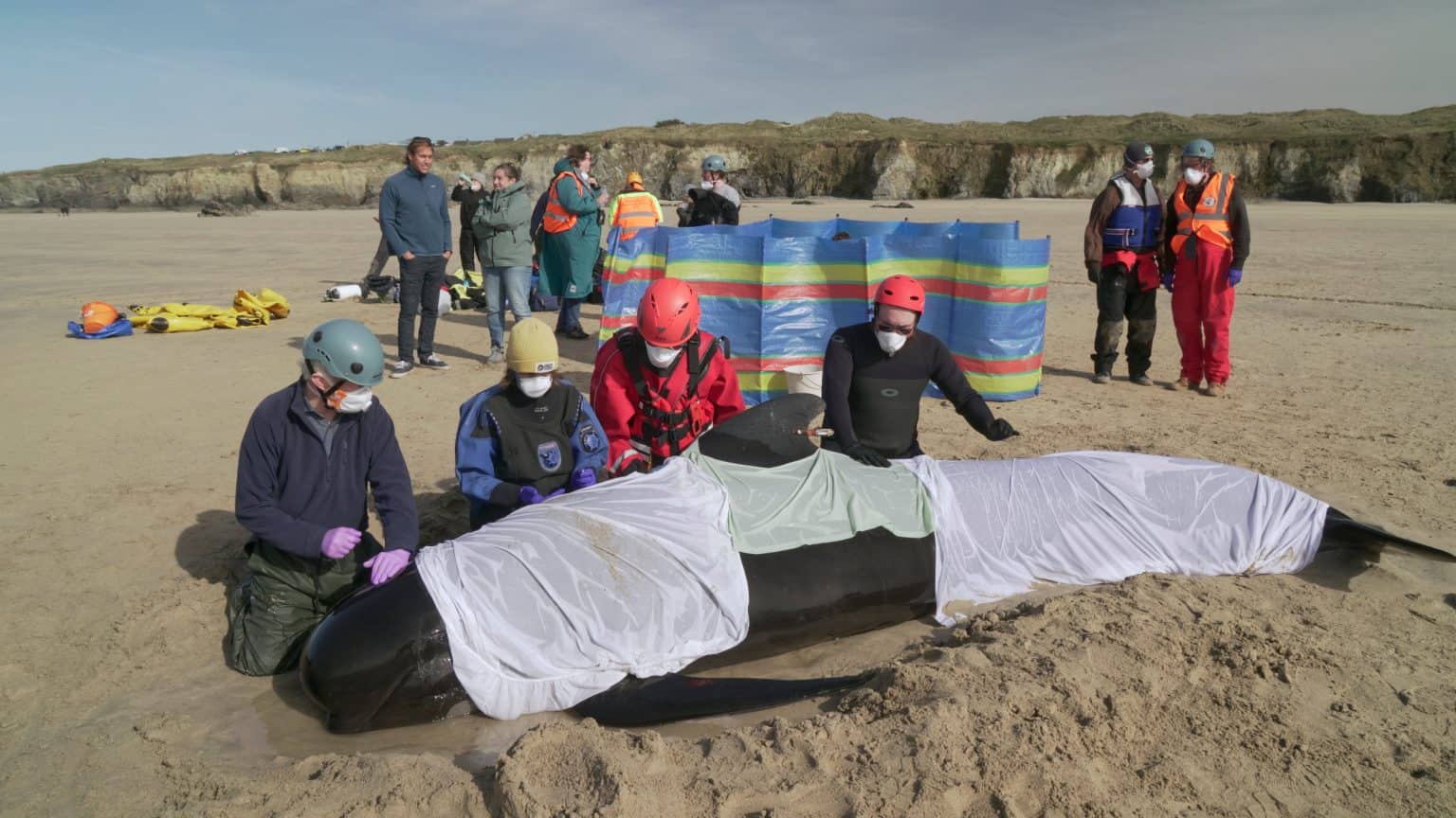 Pilot whale stranding - British Divers Marine Life Rescue