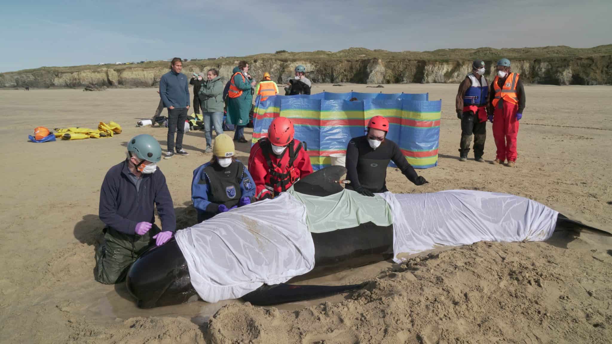 Pilot whale stranding - British Divers Marine Life Rescue