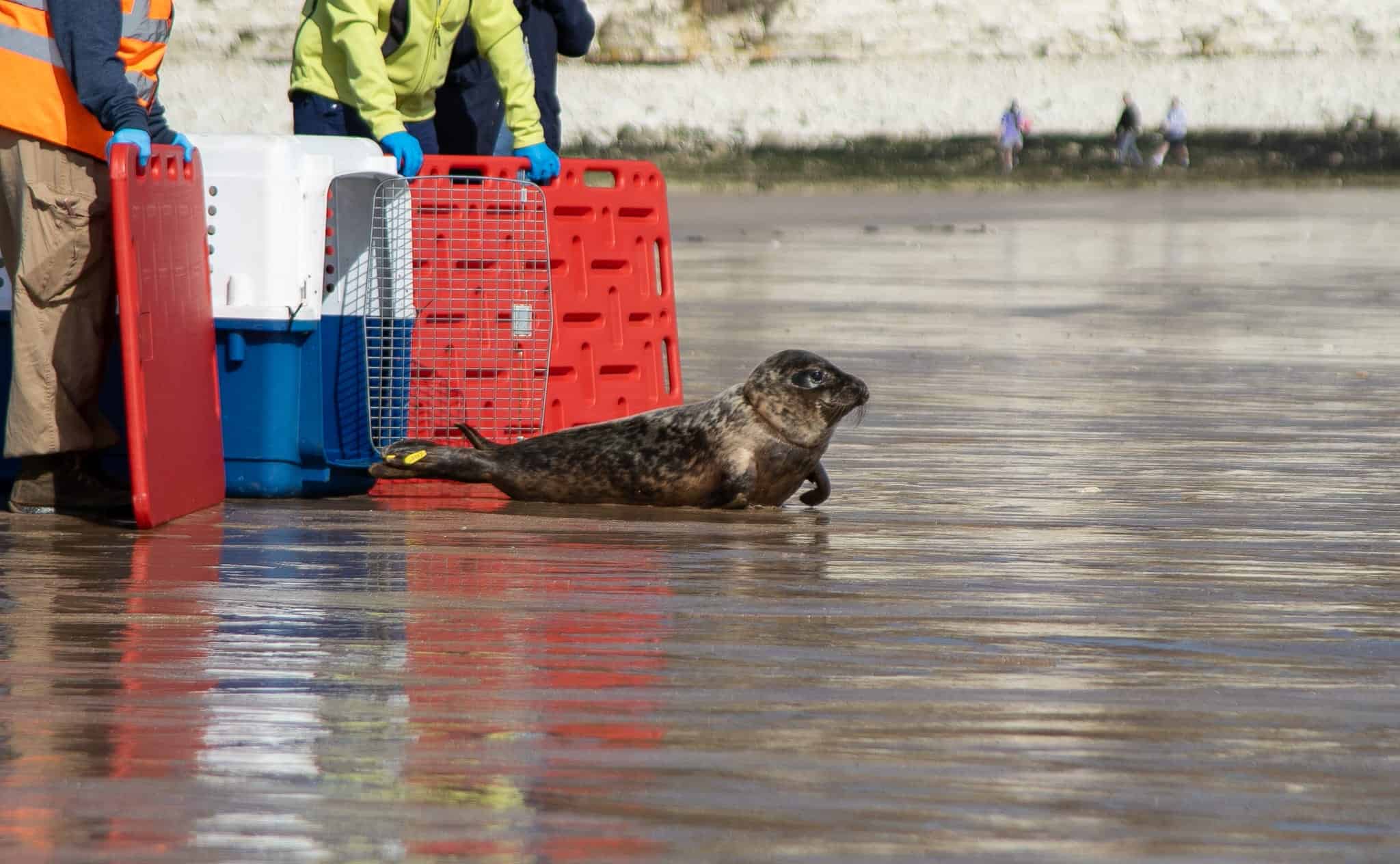 Special release for Callum Oak the seal! - British Divers Marine Life ...