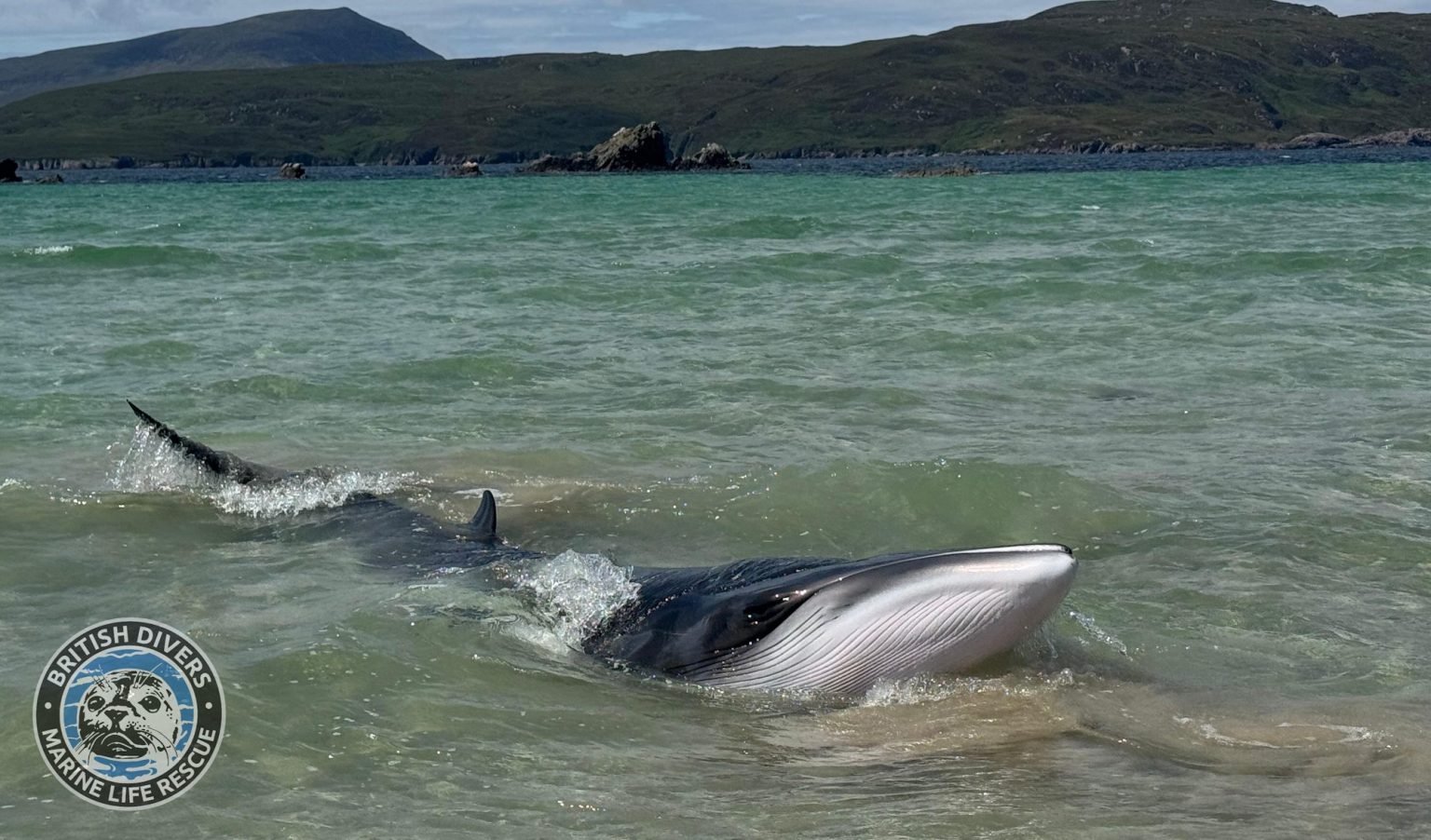 Minke Whale Strands at Balnakeil Beach - British Divers Marine Life Rescue