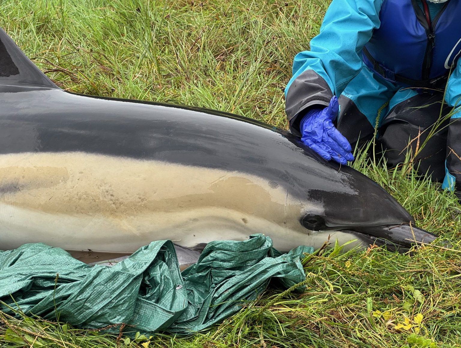Dolphin rescued from inland creek - British Divers Marine Life Rescue