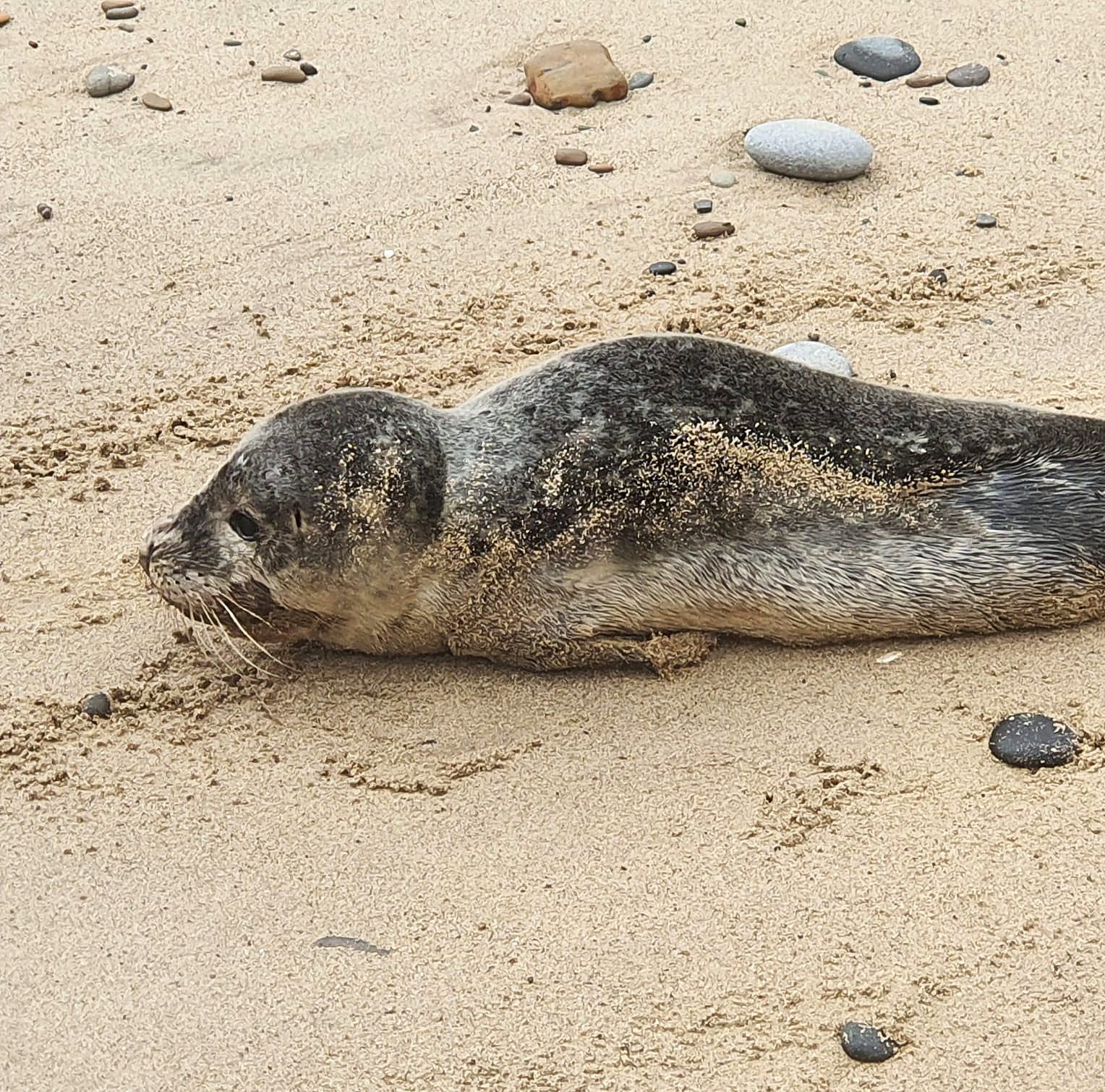 Common Seal Mouth Rot Update - British Divers Marine Life Rescue