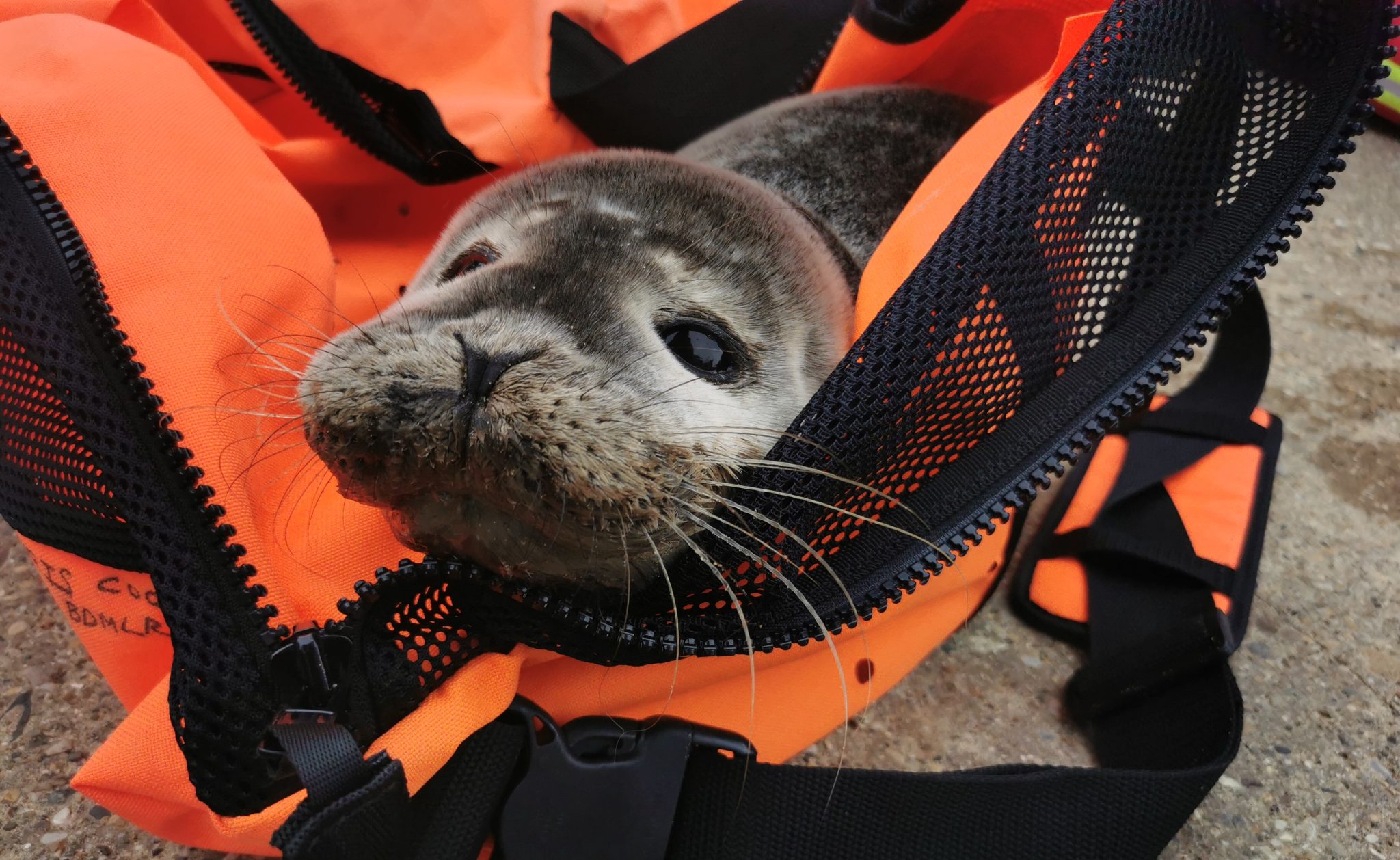 Common Seal Mouth Rot Update - British Divers Marine Life Rescue
