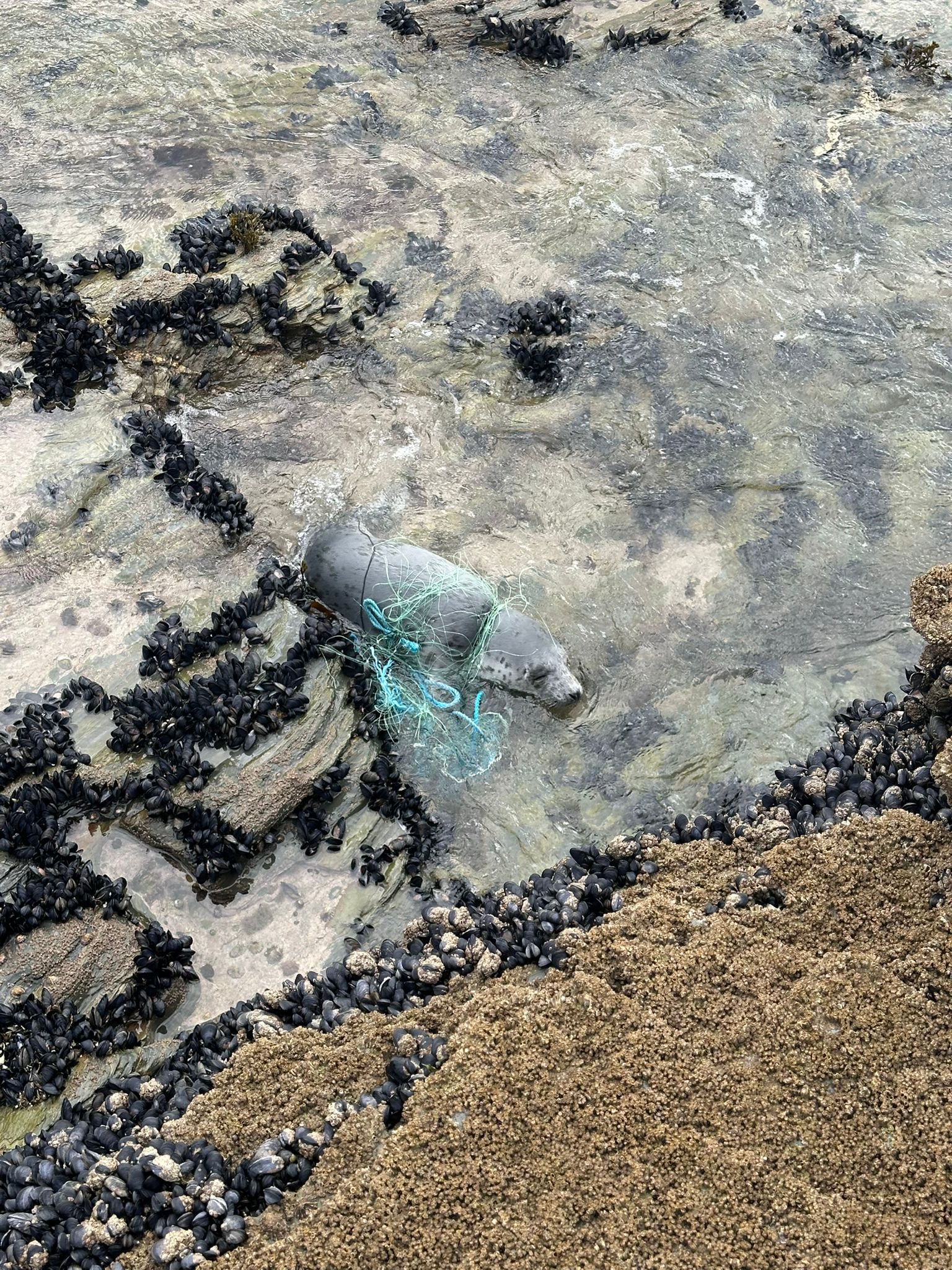 Tangled, Trapped and Running Out of Time - British Divers Marine Life ...
