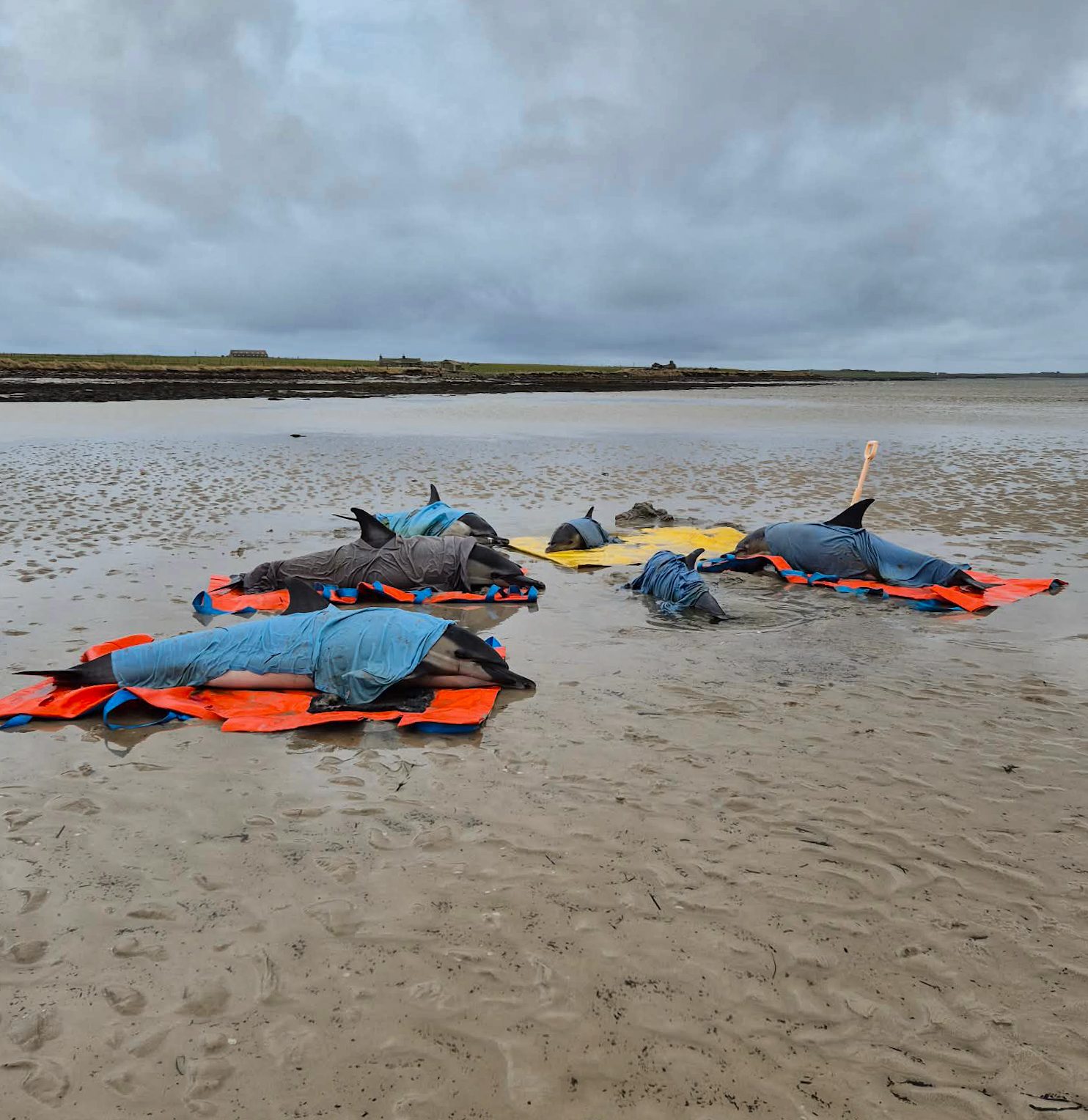 Dolphin Mass Stranding on Orkney - British Divers Marine Life Rescue